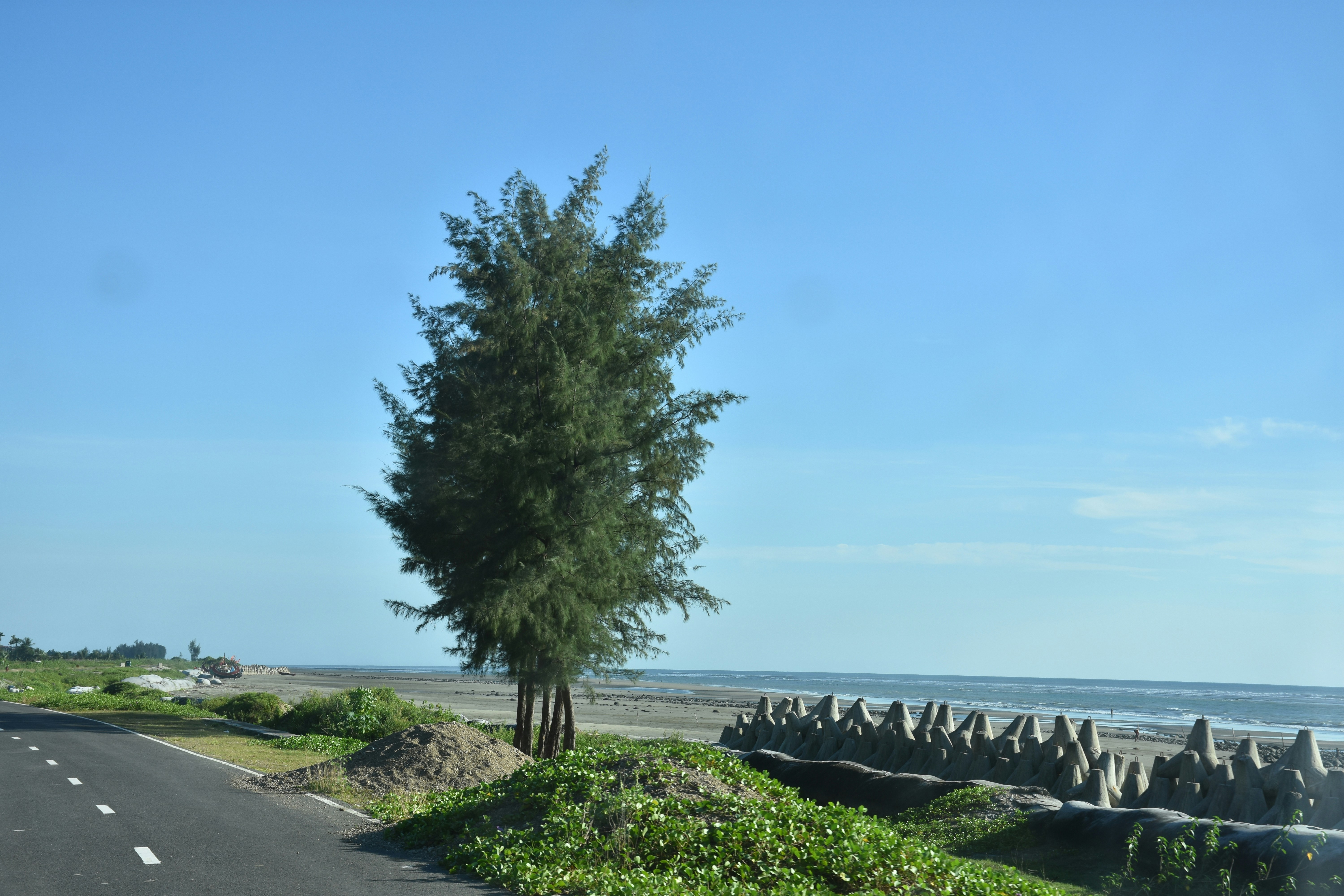A tree on the side of a road by a body of water photo – Free Tree Image ...