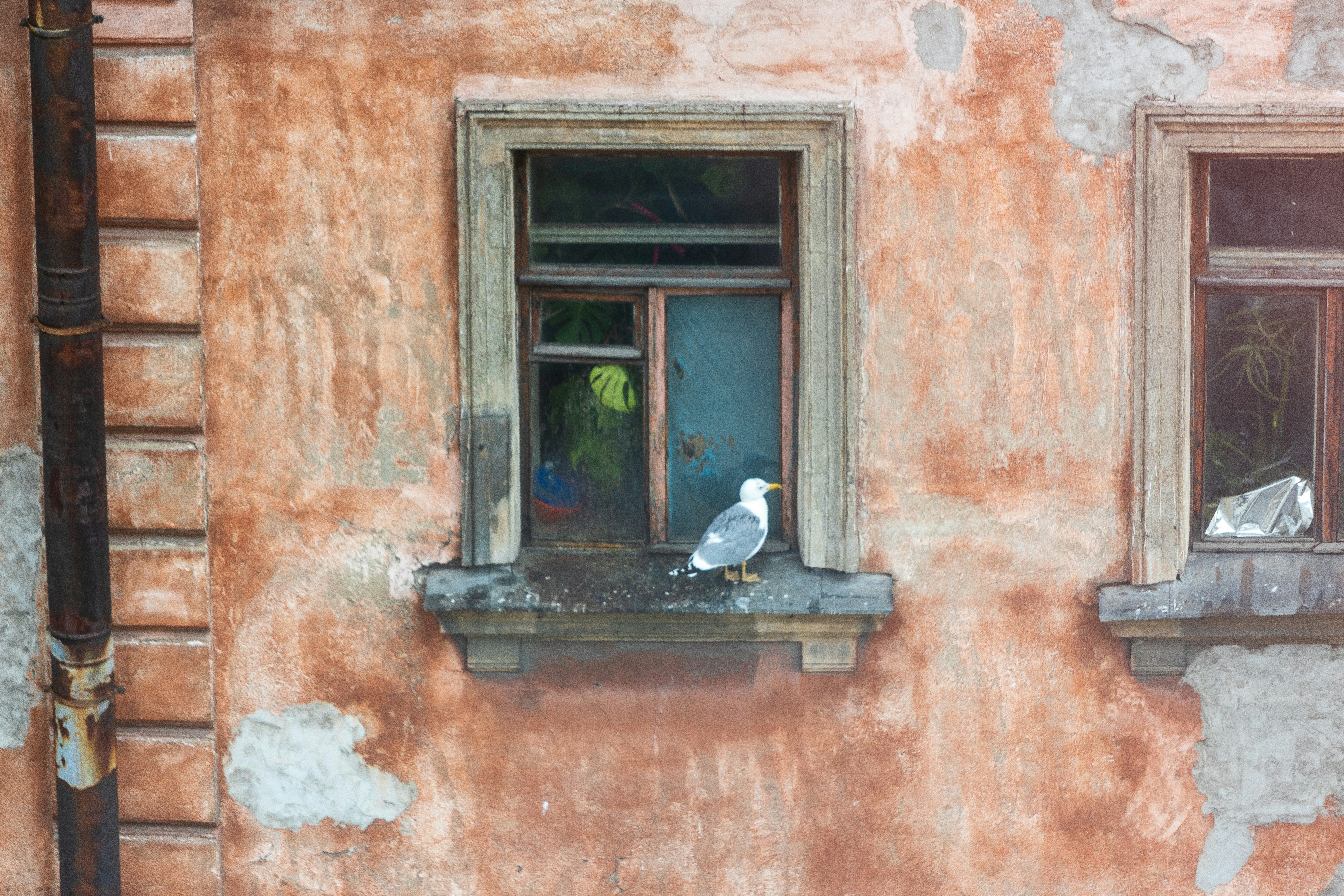 Seagull on a weathered windowsill beneath a sun-washed façade