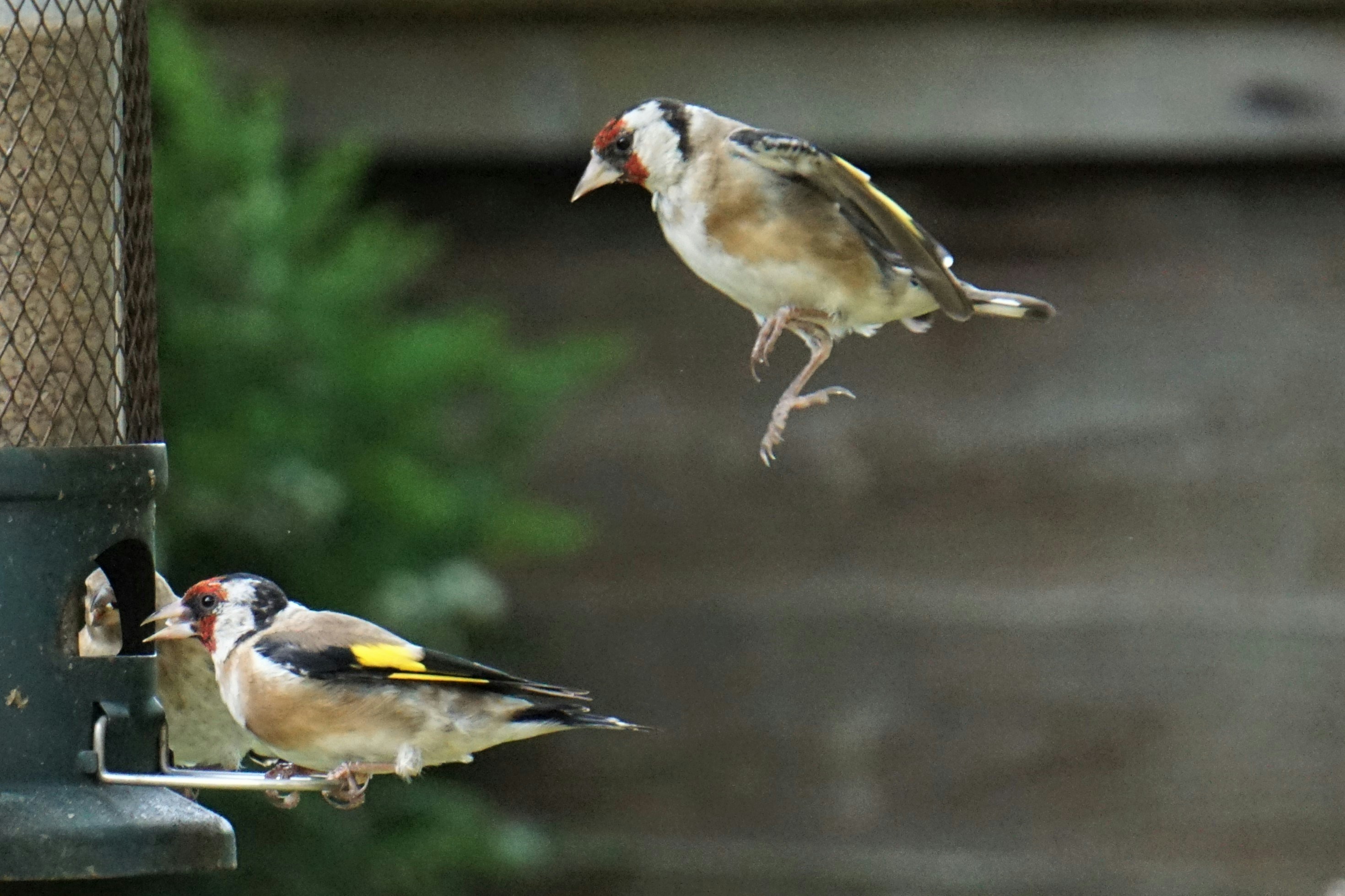 Feeder Ballet: Goldfinch in Flight at a Weathered Feeder