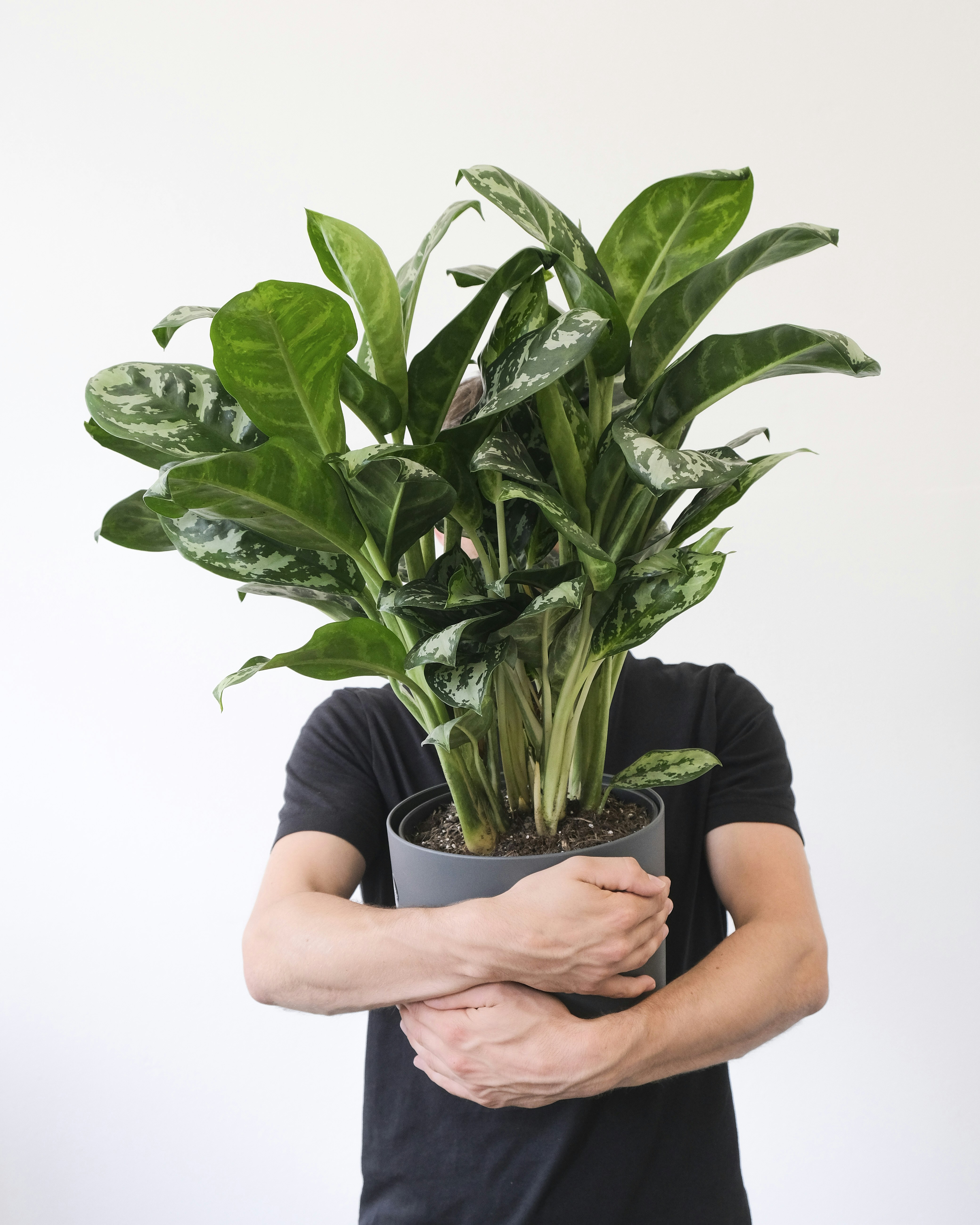 Man holding an aglaonema amazon silver in front of his face