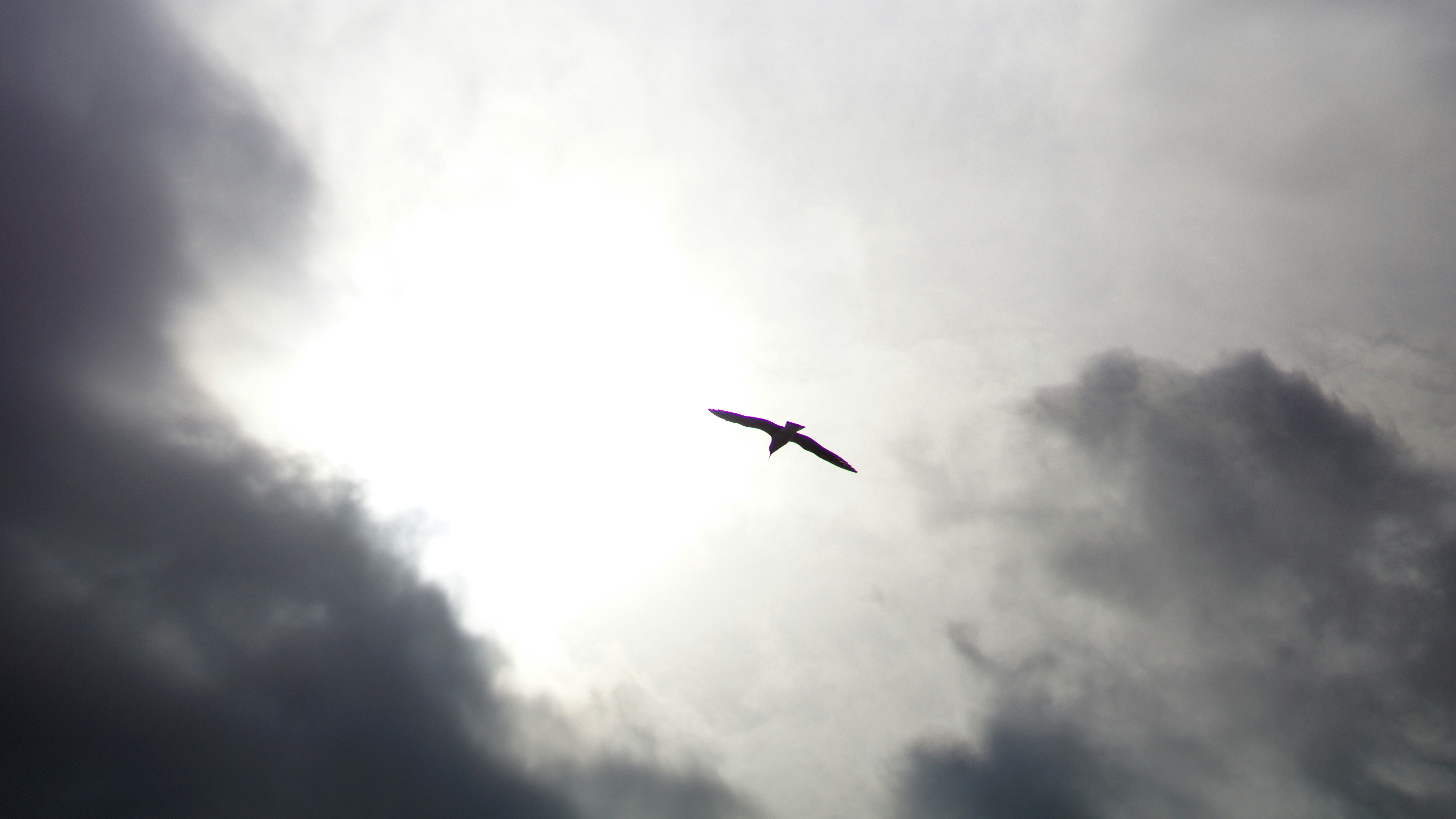 Bird and sky, soaring into the great unknown 