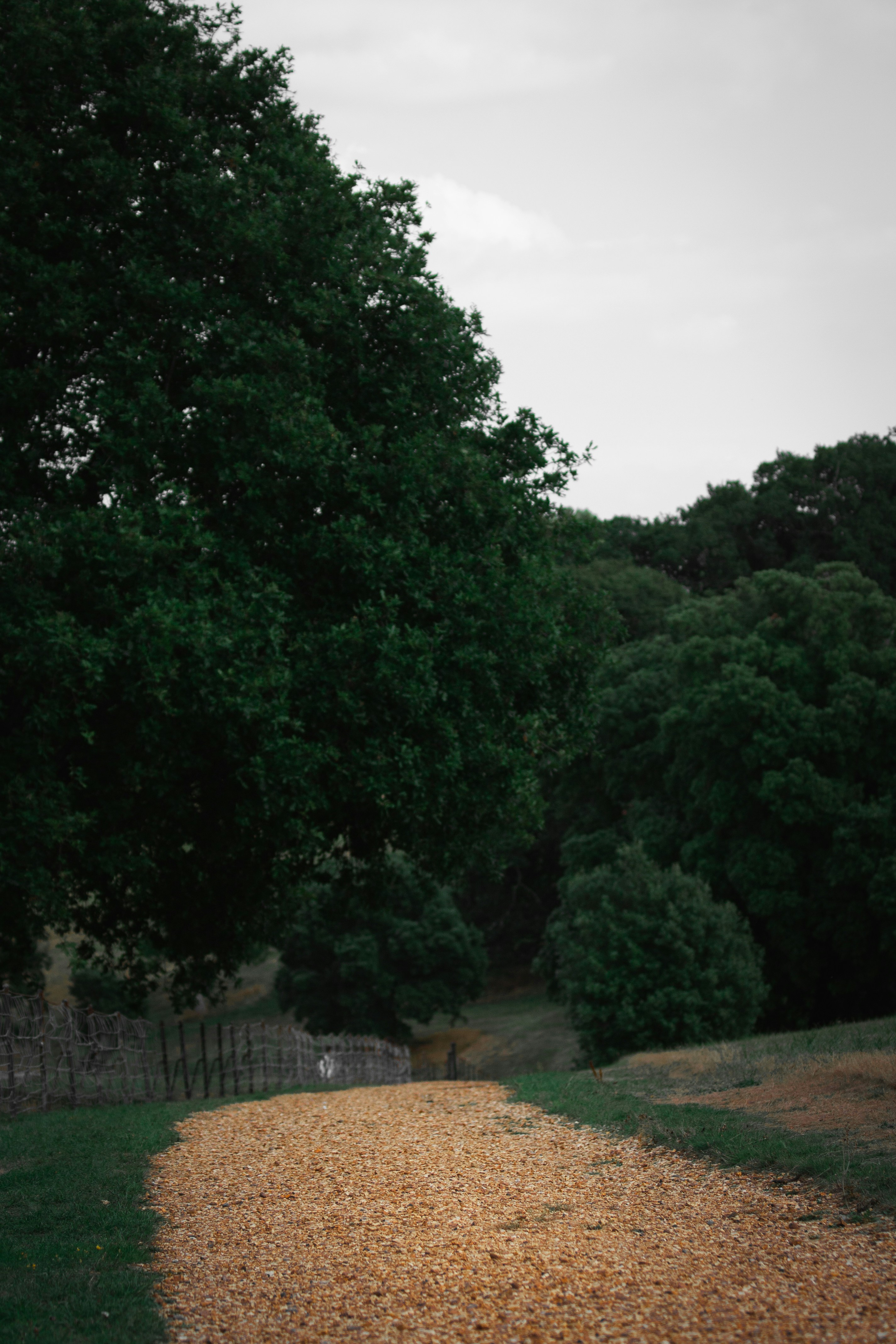 Dappled Oaks and a Gravel Lane Toward the Distant Gate