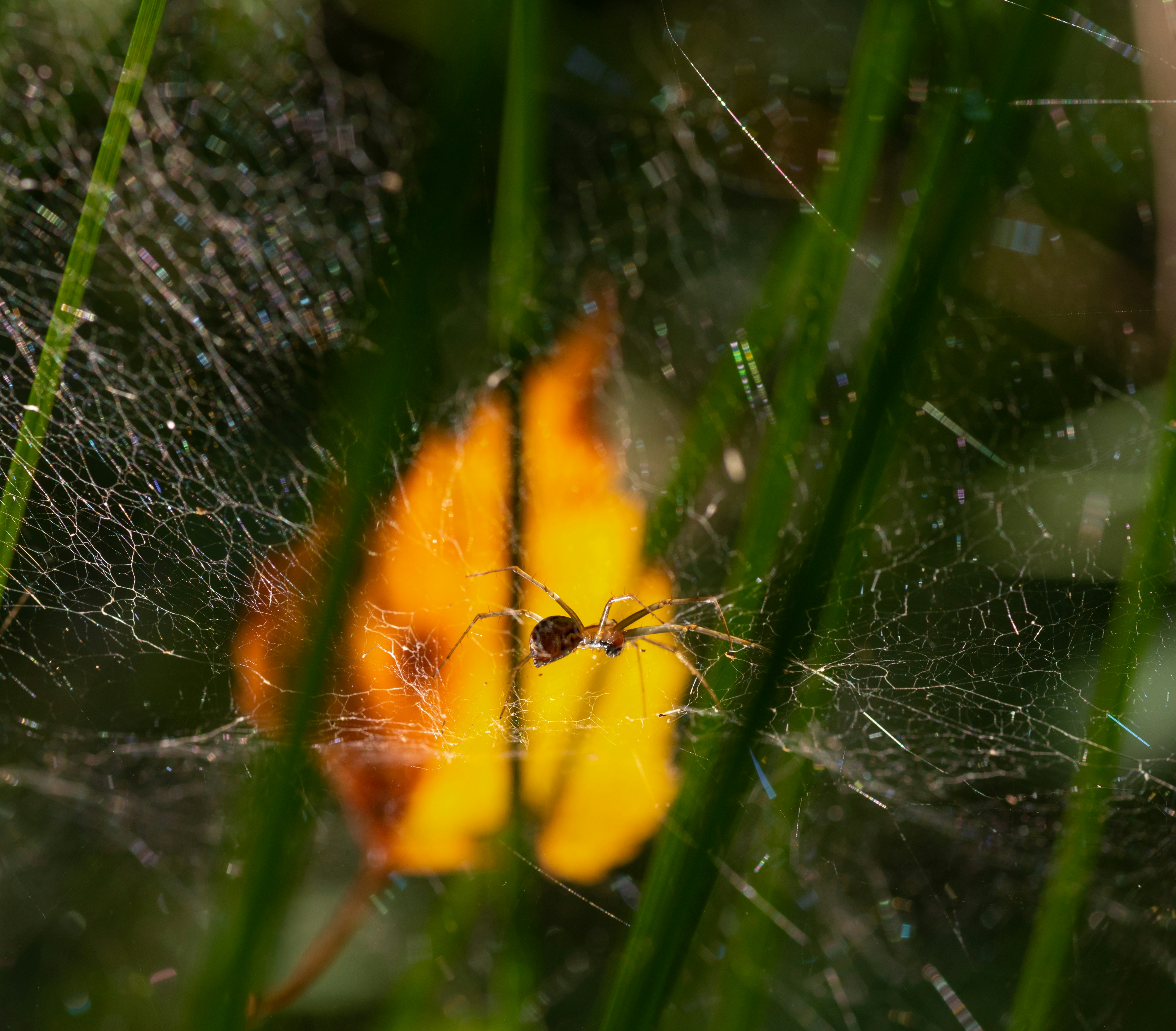 Spider. Autumn forest.