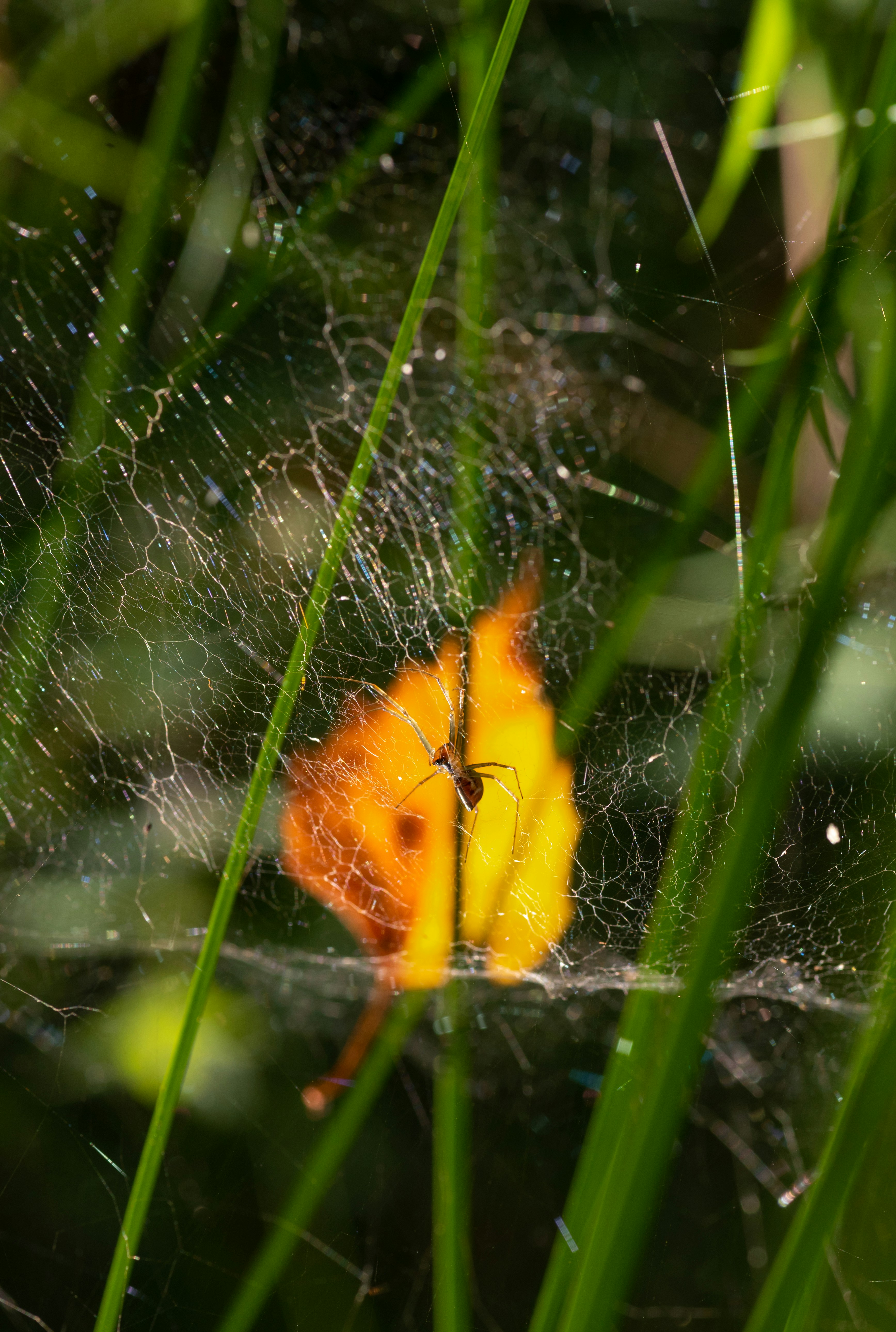 Spider. Autumn forest.
