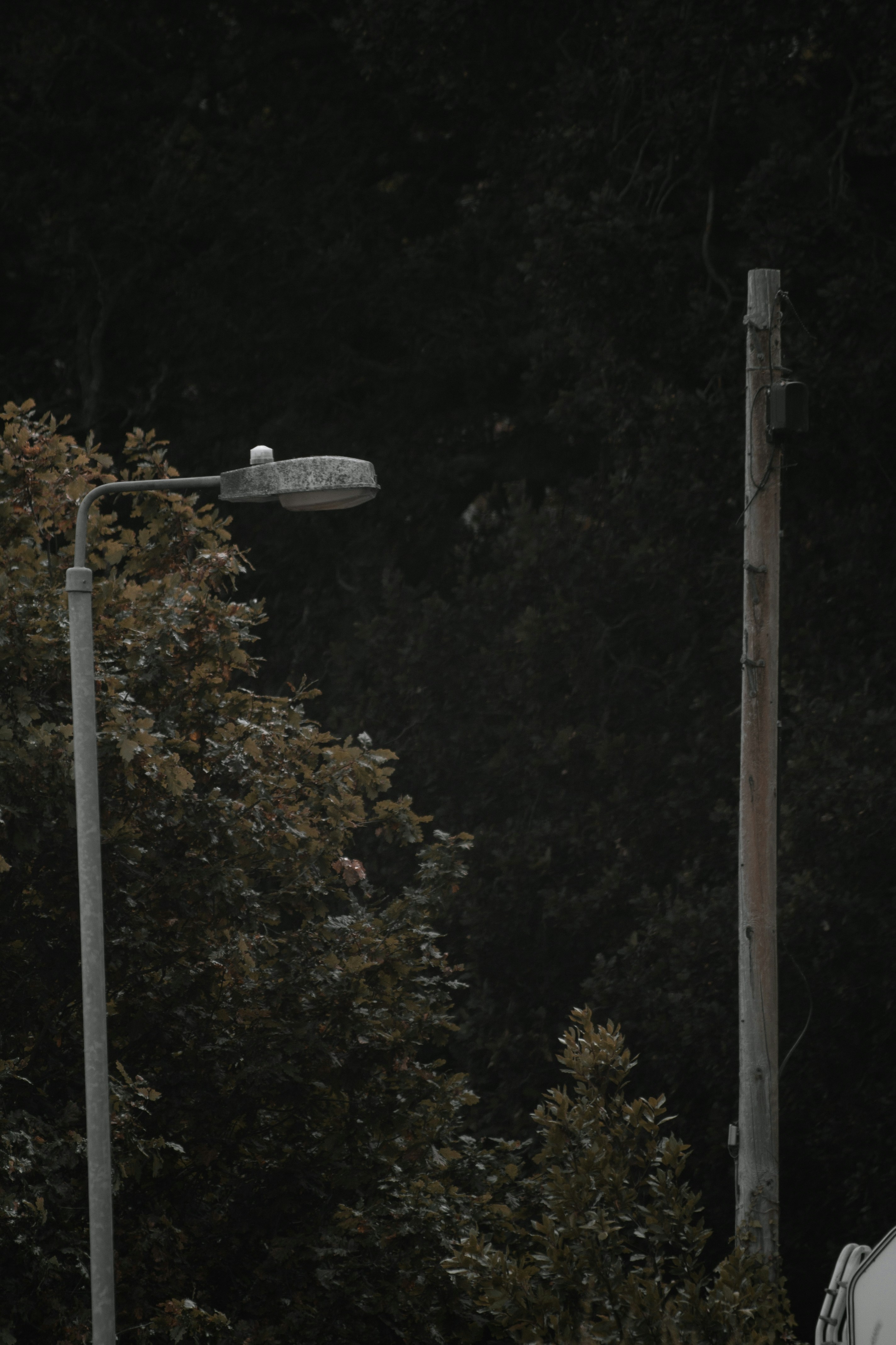 Night Sentinel: A Weathered Streetlamp Framed by Dense Night Foliage
