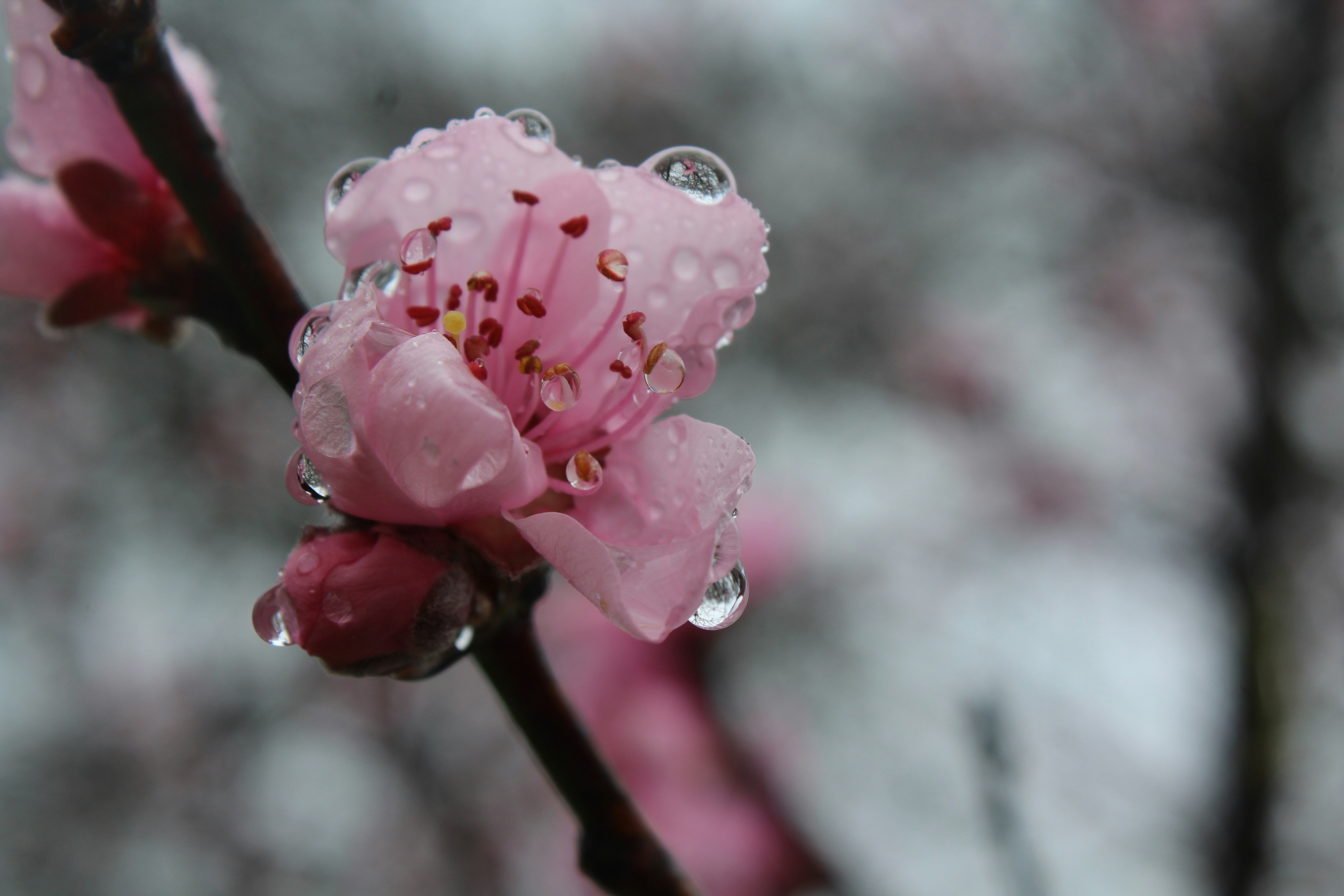 Dew-Kissed Pink Blossom: A Quiet Macro Moment