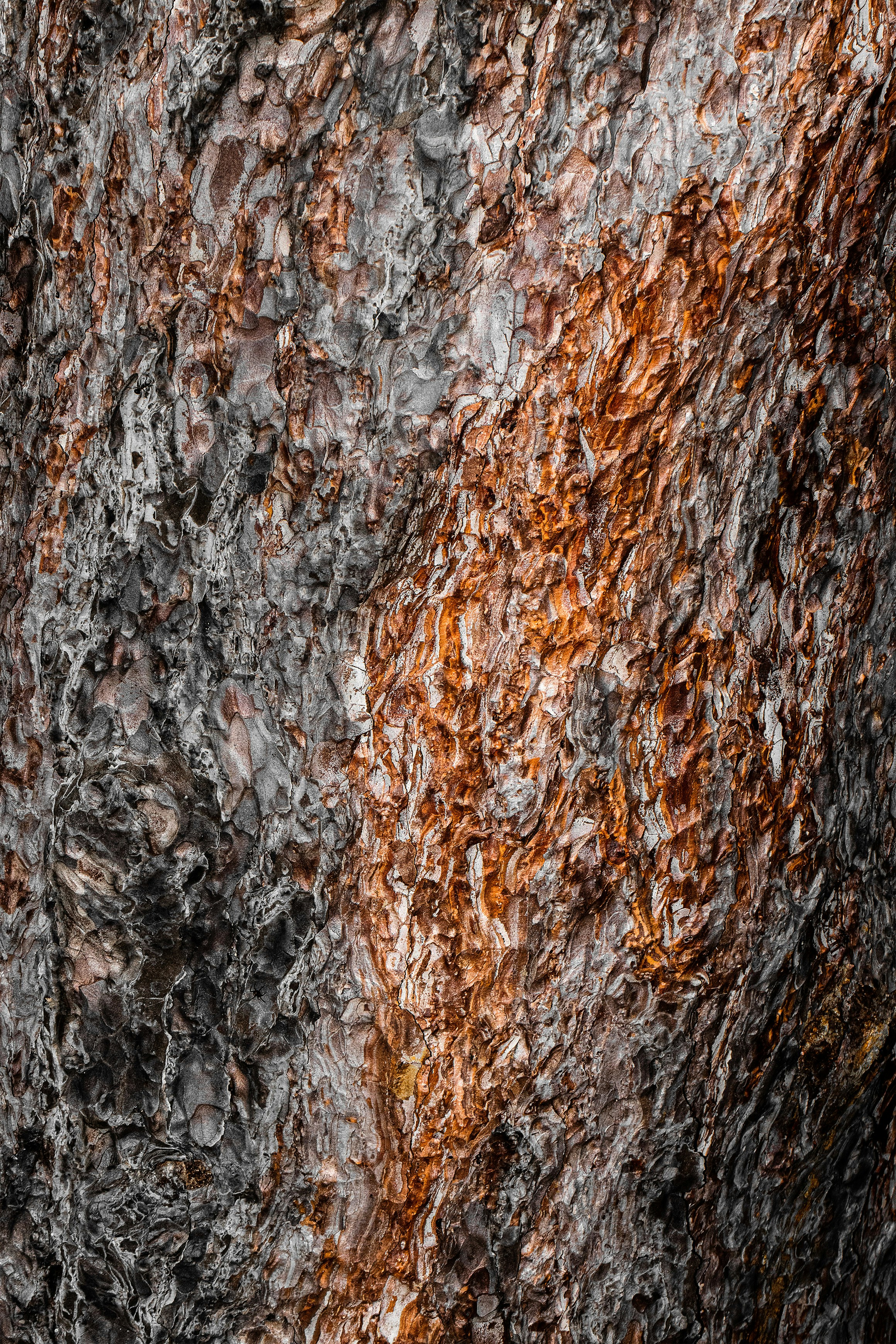 A close up of a tree trunk photo – Free Tree Image on Unsplash