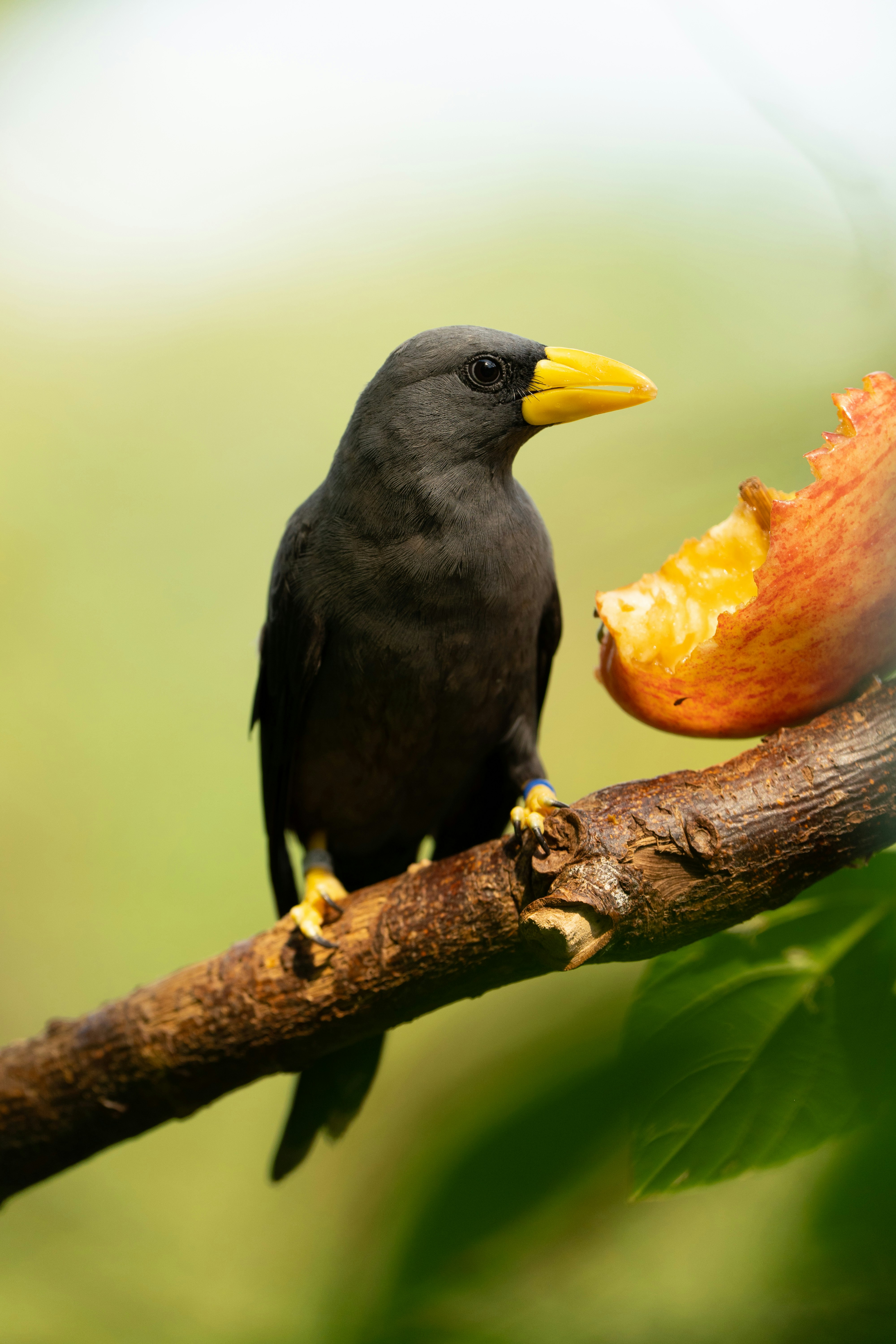 A bird on a branch photo – Free Chester zoo Image on Unsplash