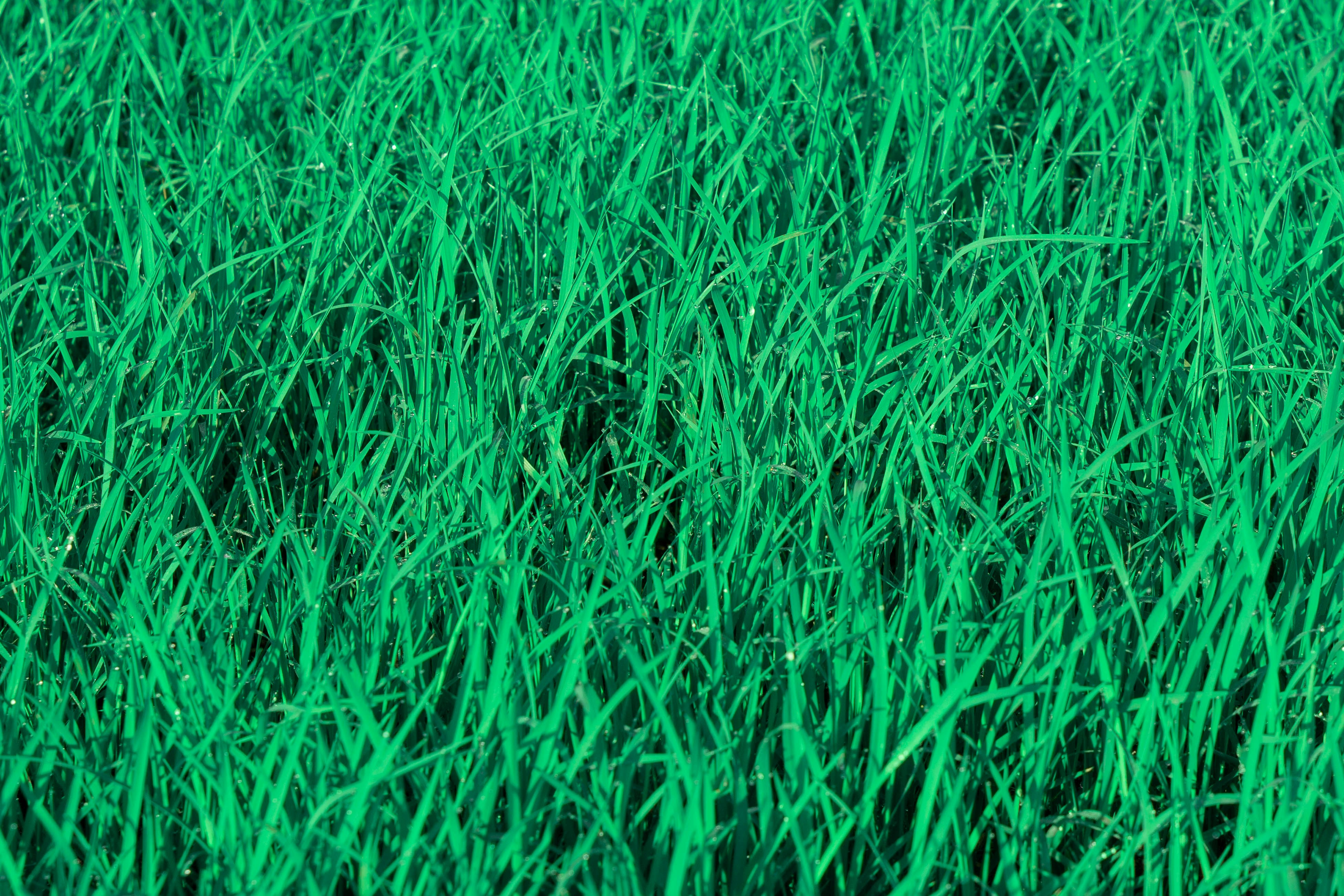 Nature background Rice seeds