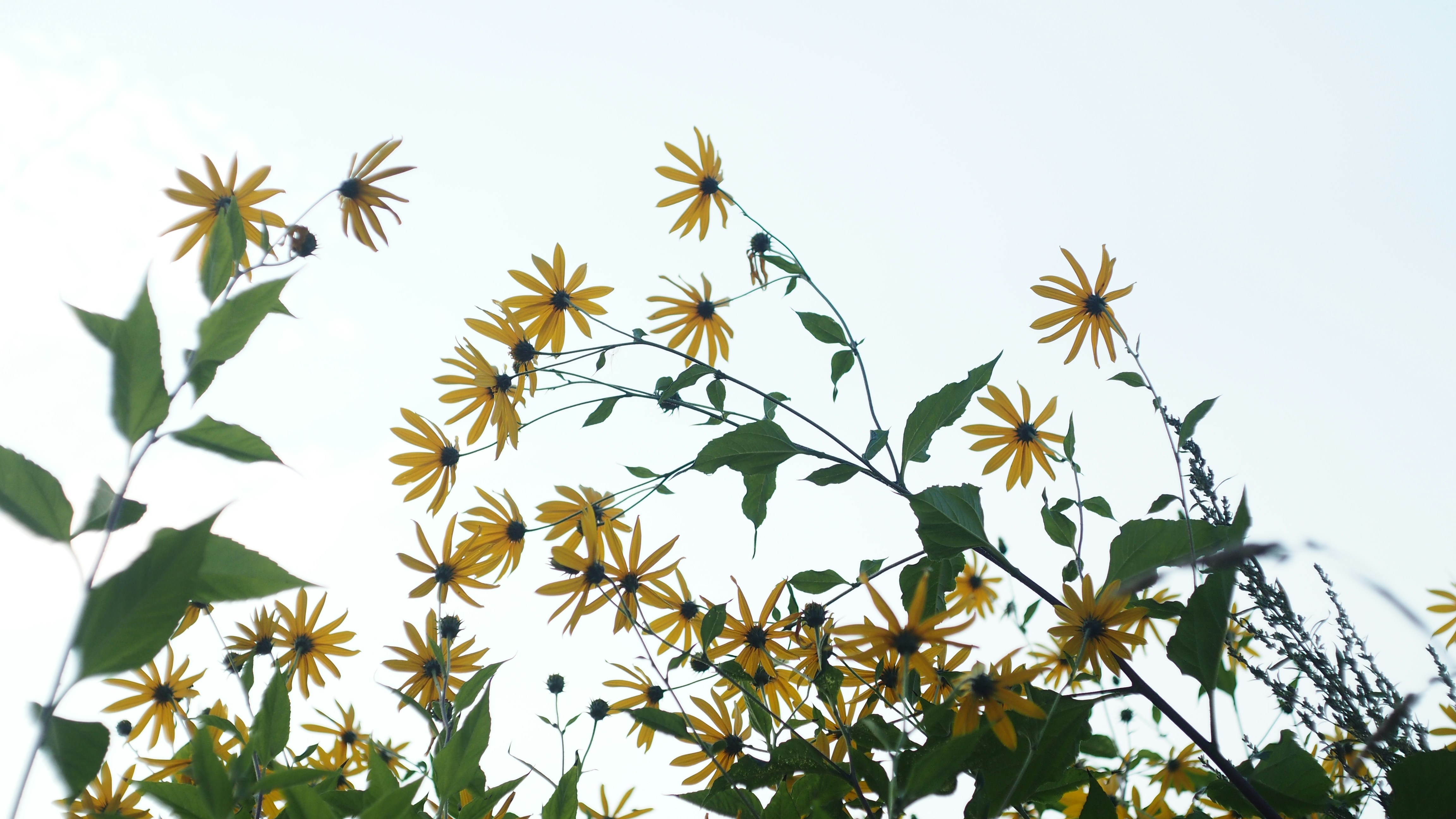 Vibrant yellow flowers sway gently against a pale sky, creating a serene and uplifting atmosphere.
