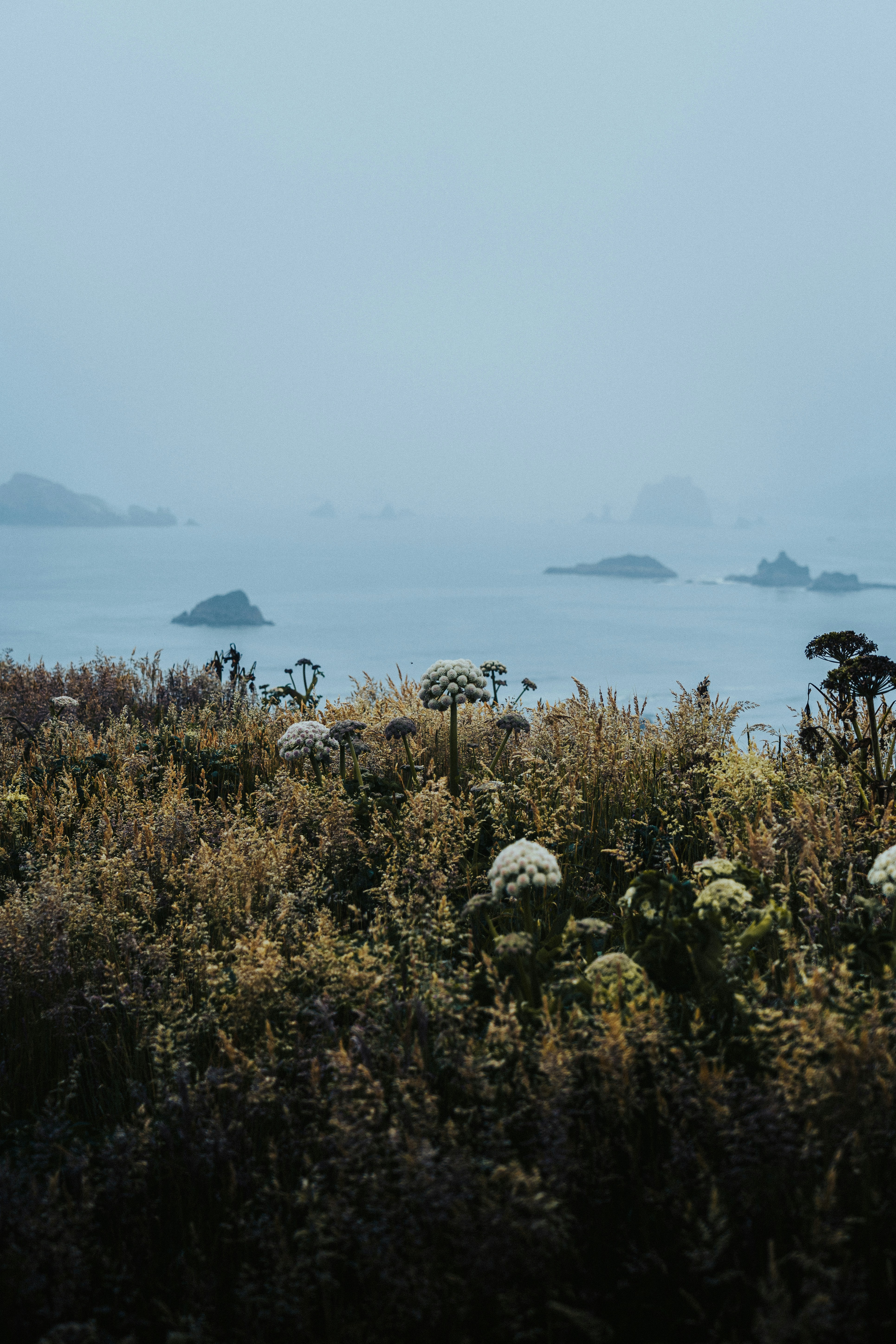 Blue Mist at the Meadow: Wildflowers Framing a Quiet Sea