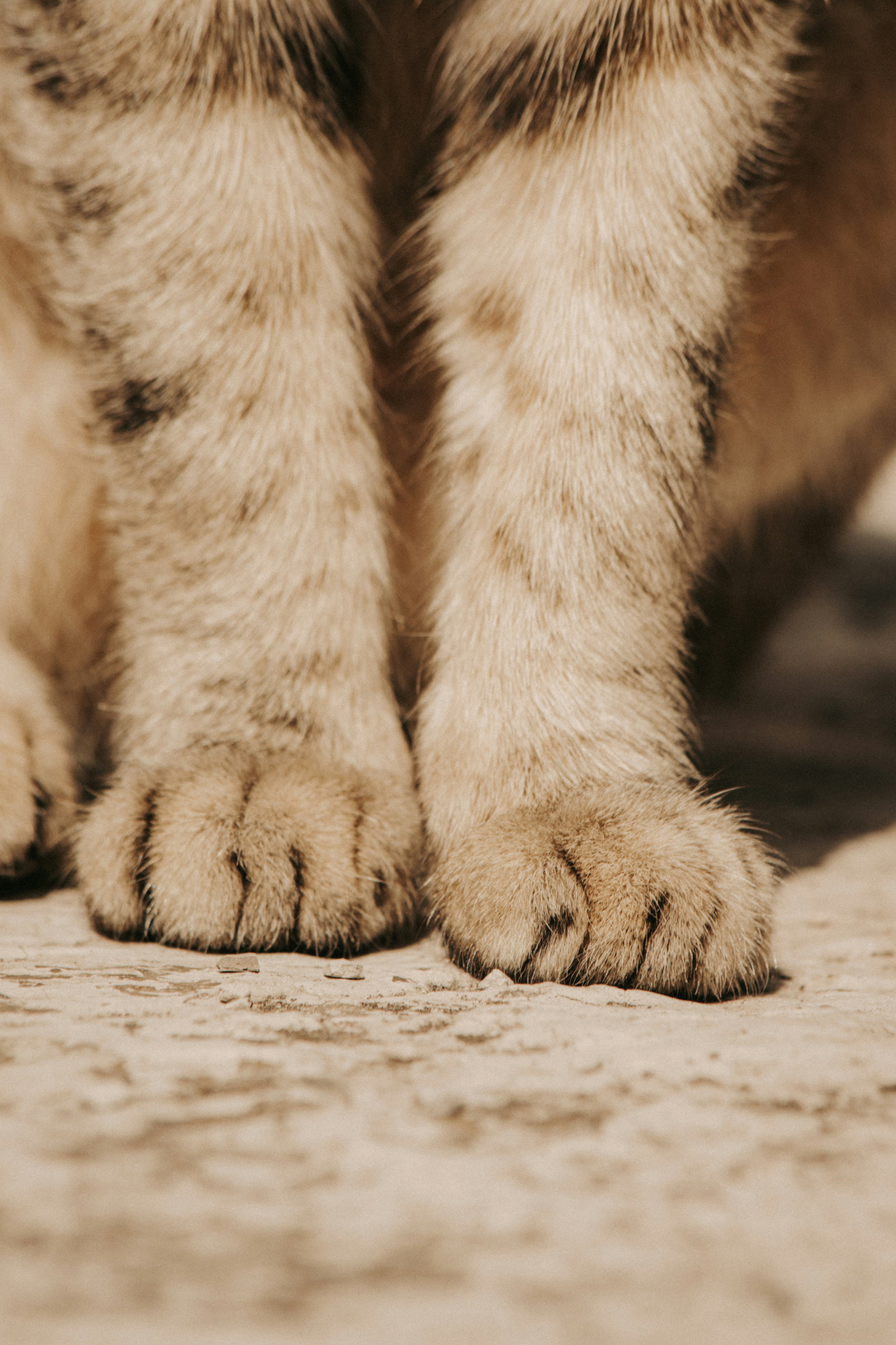 A close up of a dog's paw photo – Free Cat Image on Unsplash