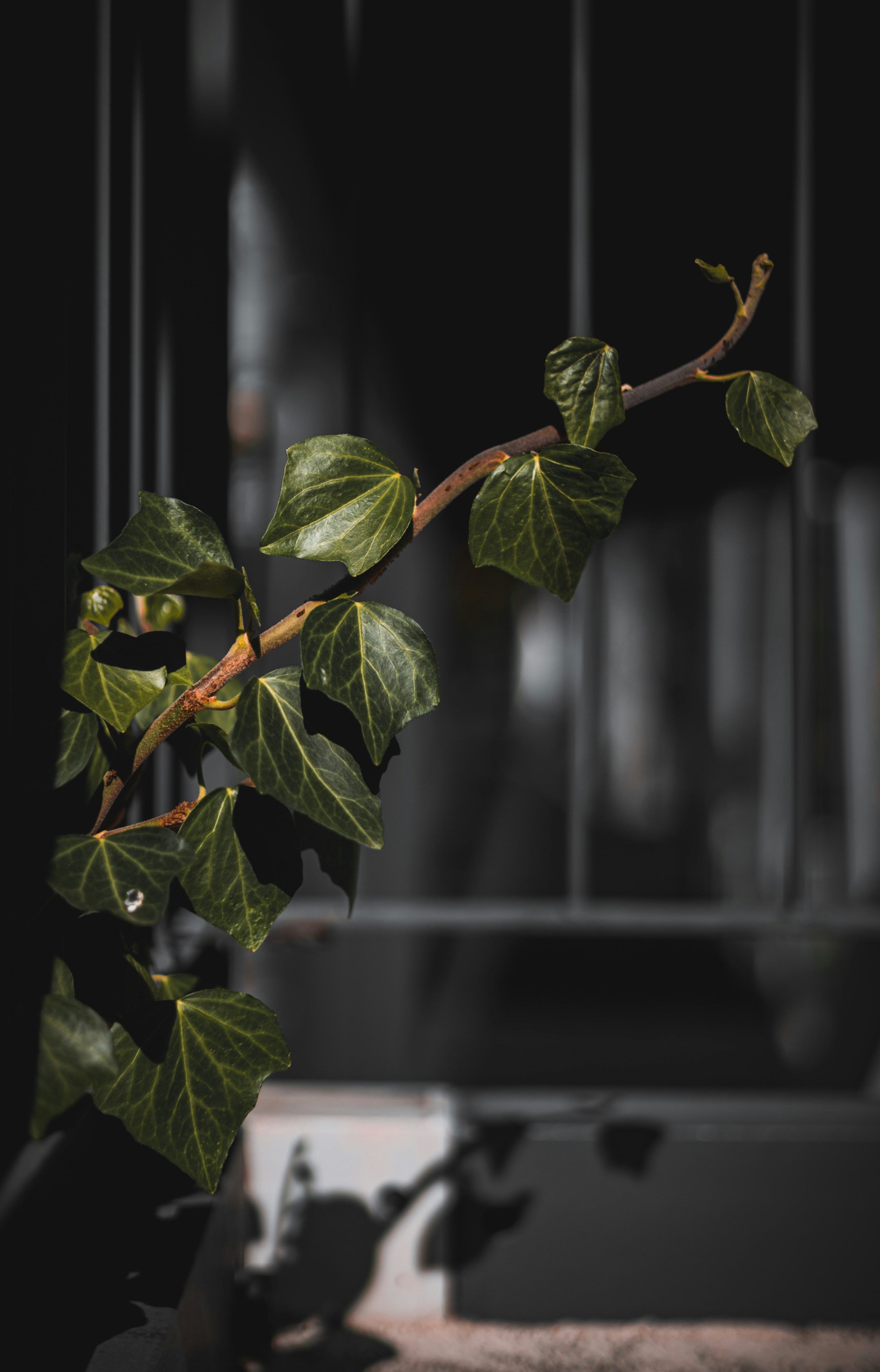 Veined Ivy Clings to a Dim Grid: A Quiet Study in Texture and Light