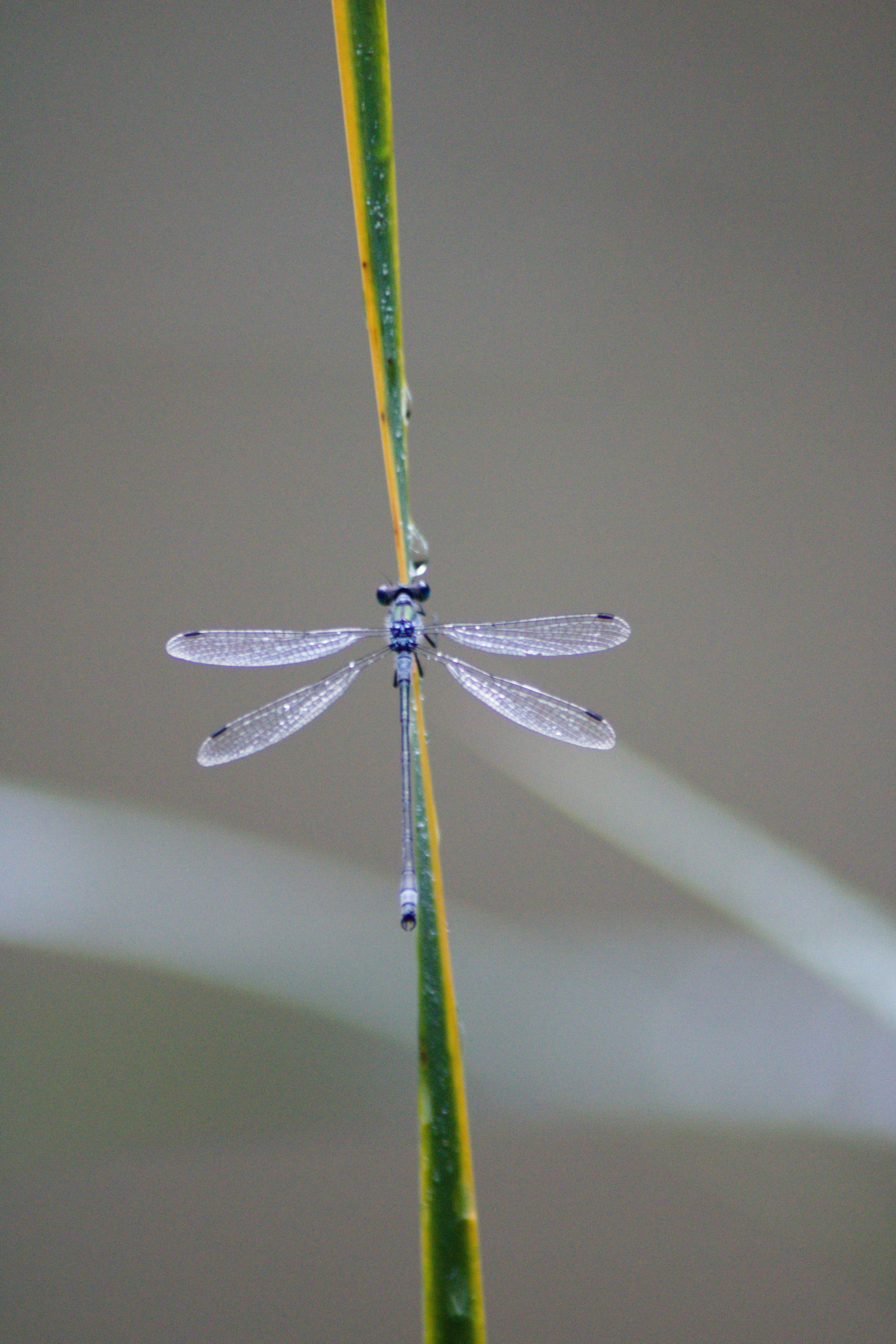 a close-up of a green and white needle