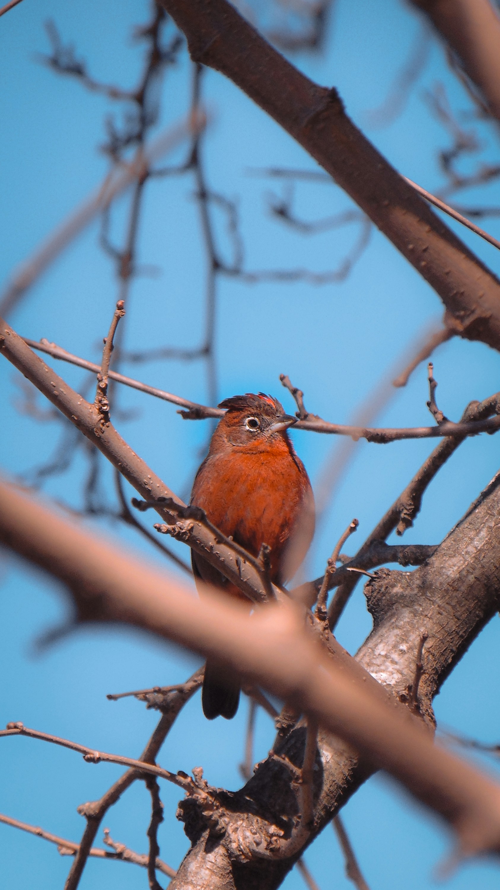 Crimson Robin in a Lattice of Winter Branches