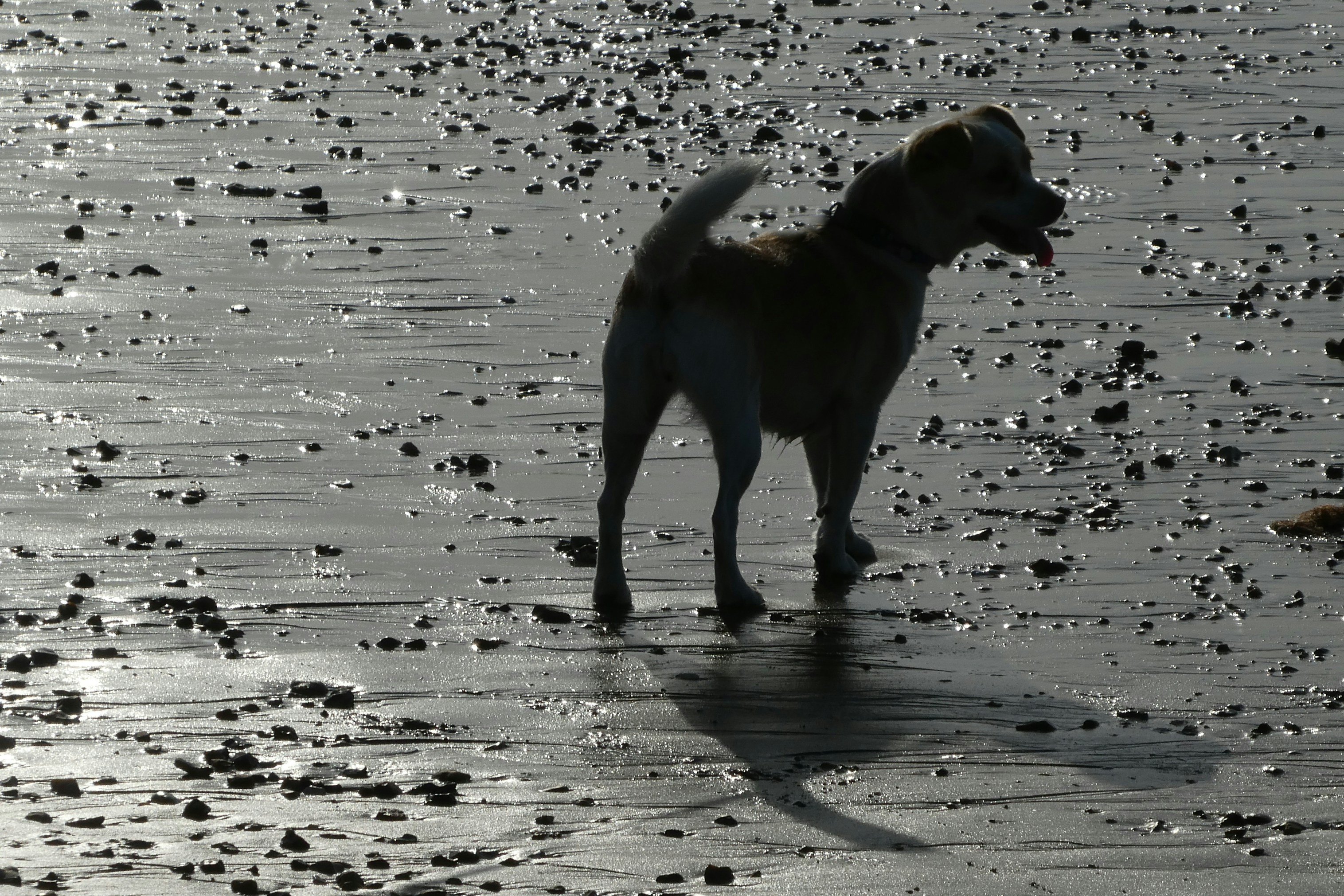A Jackchi cross silhouetted on the beach.