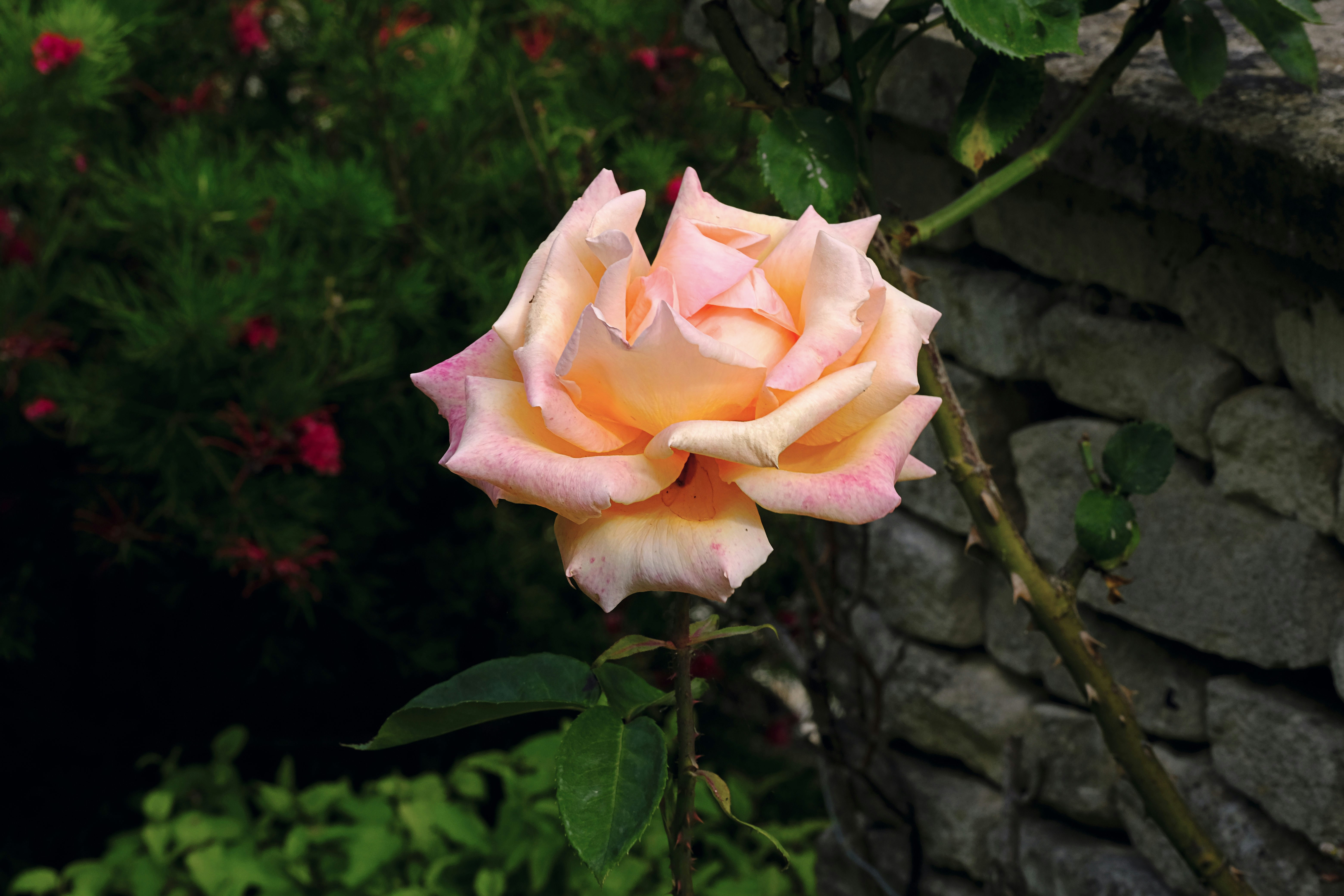 Petal Whisper: Peach Rose Framed by a Weathered Stone Wall