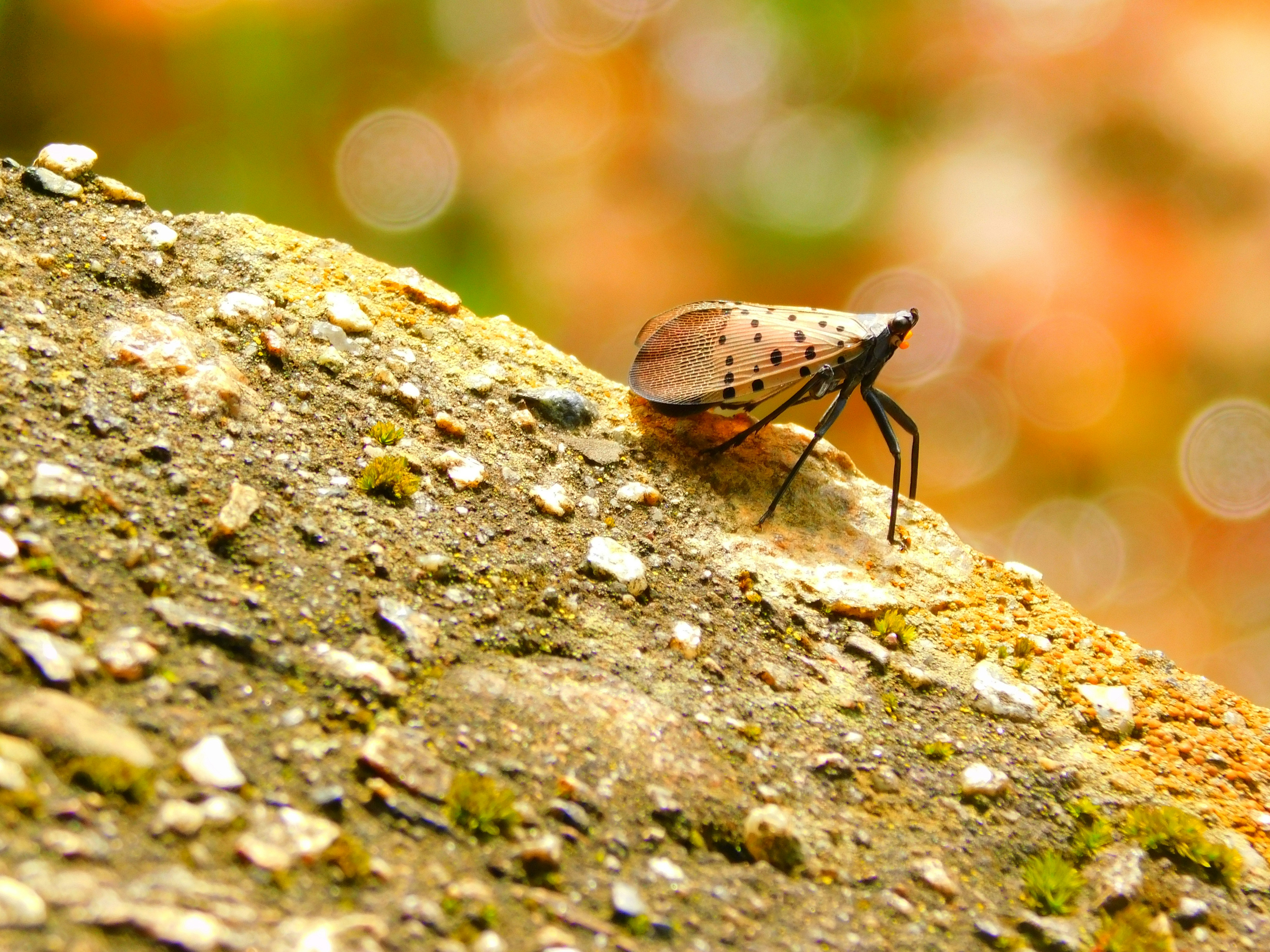 A bug on a rock photo – Free Animal Image on Unsplash