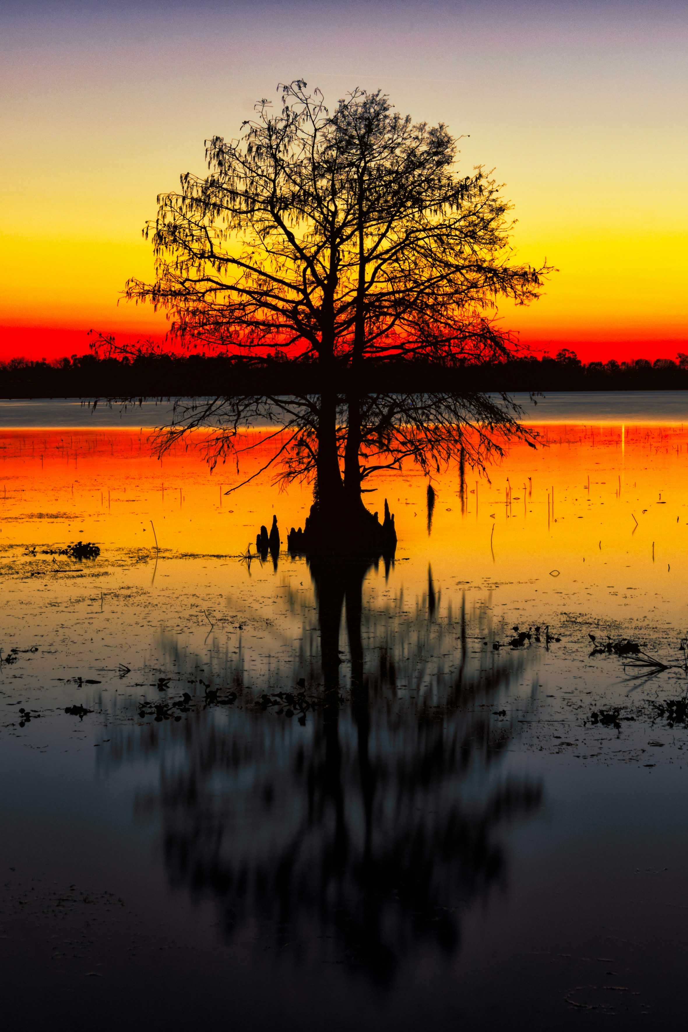 Sunset Sentinel: A Lone Tree Rising from a Glassy Marsh