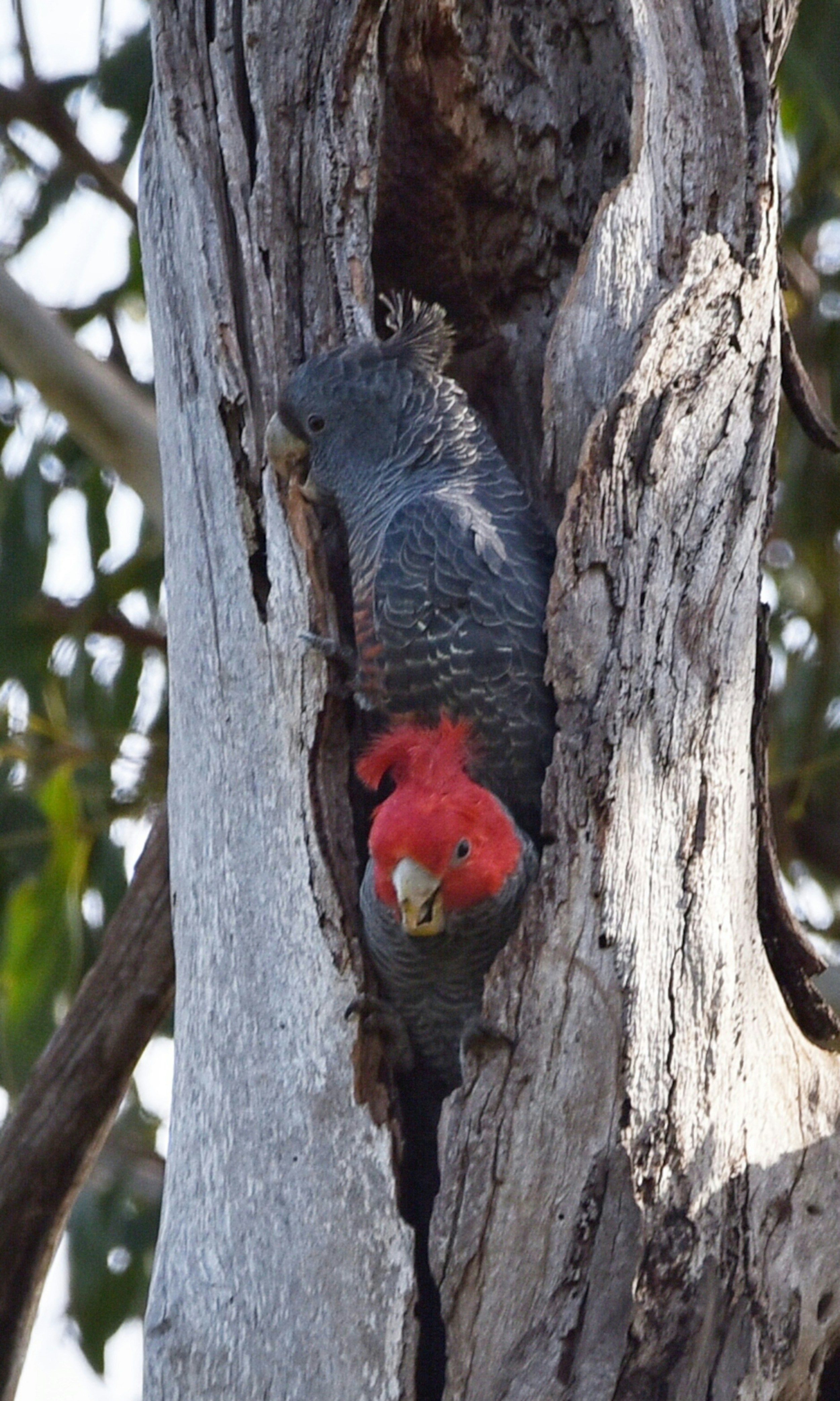 A couple of birds in a tree photo – Free Beaconsfield vic Image on Unsplash