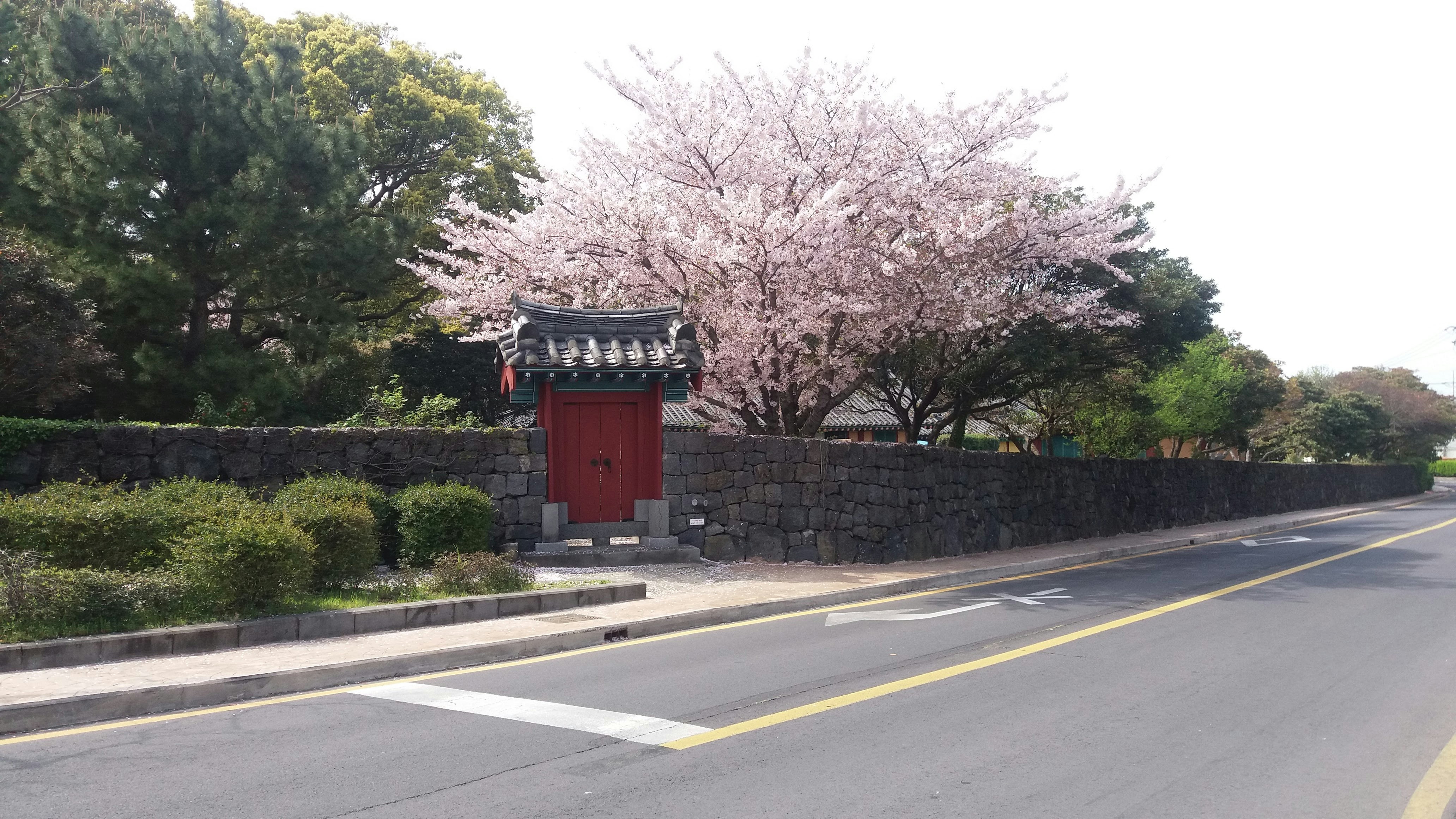 Cherry Blossom Gate by the Stone Wall