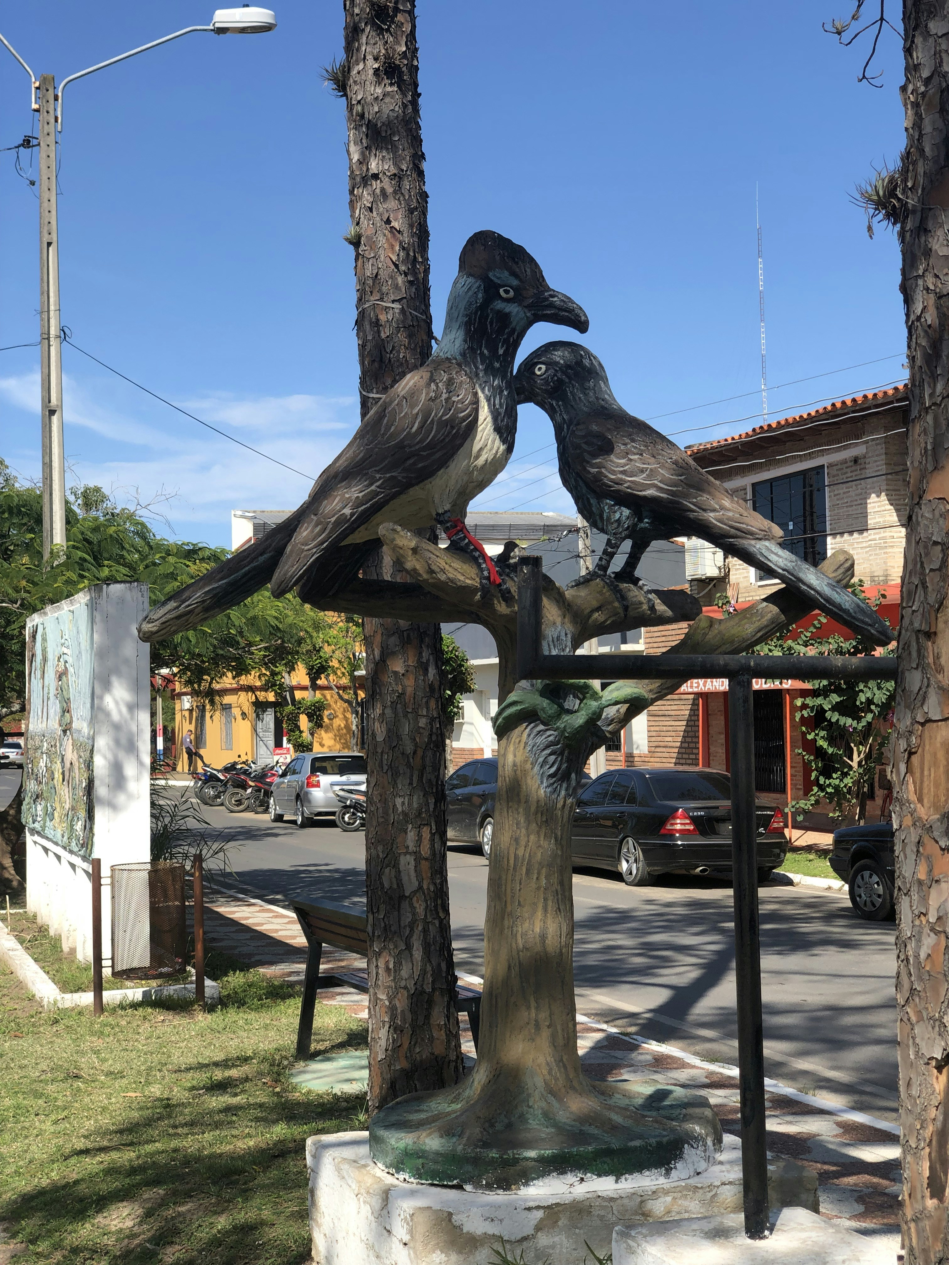 Raven Duet on a Weathered Limb in a Sunlit Plaza