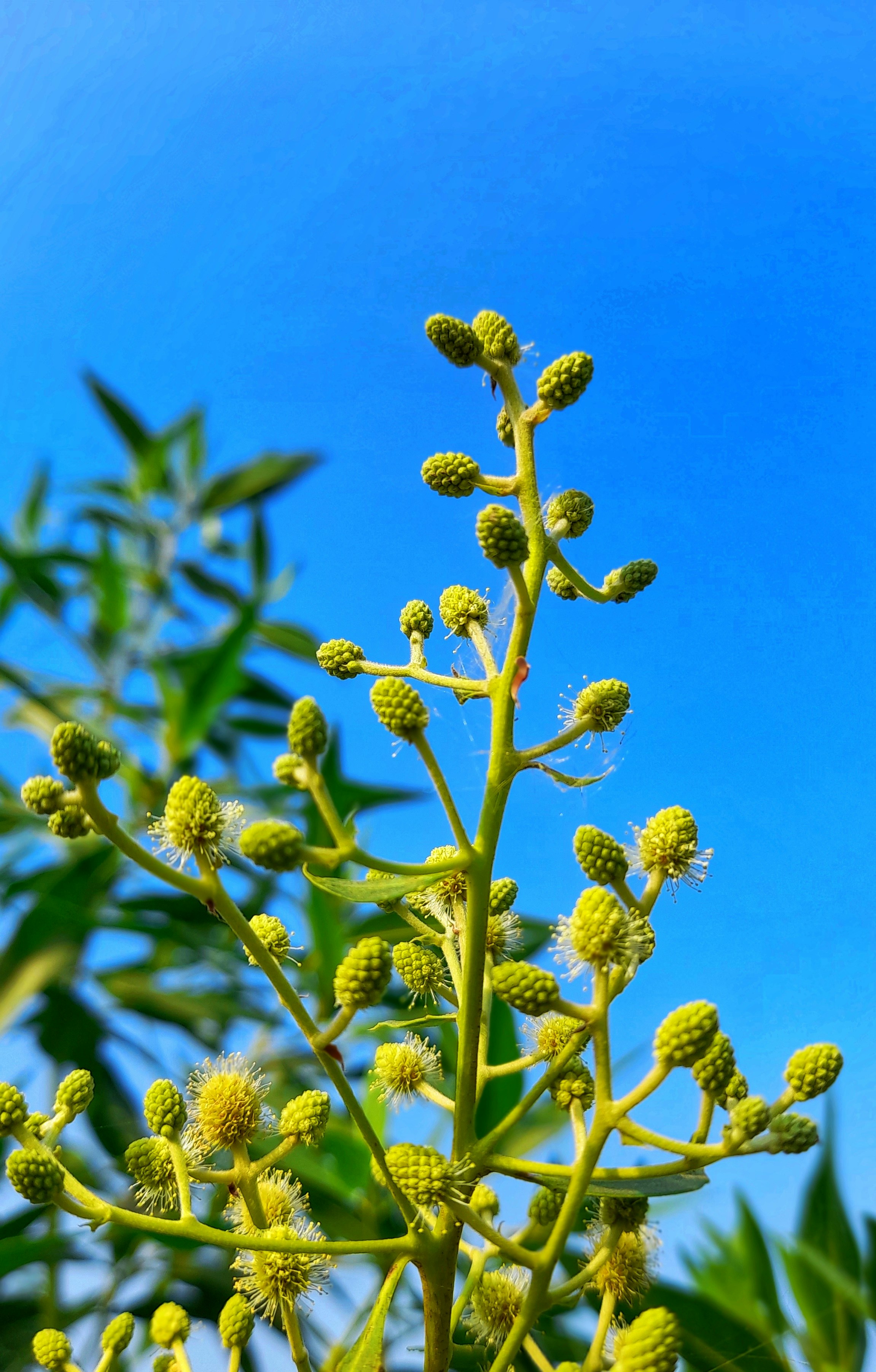 Close-up photograph of yellow flowering clusters on a pale green stalk against a vivid blue sky. Bright foliage peeks in from the sides.