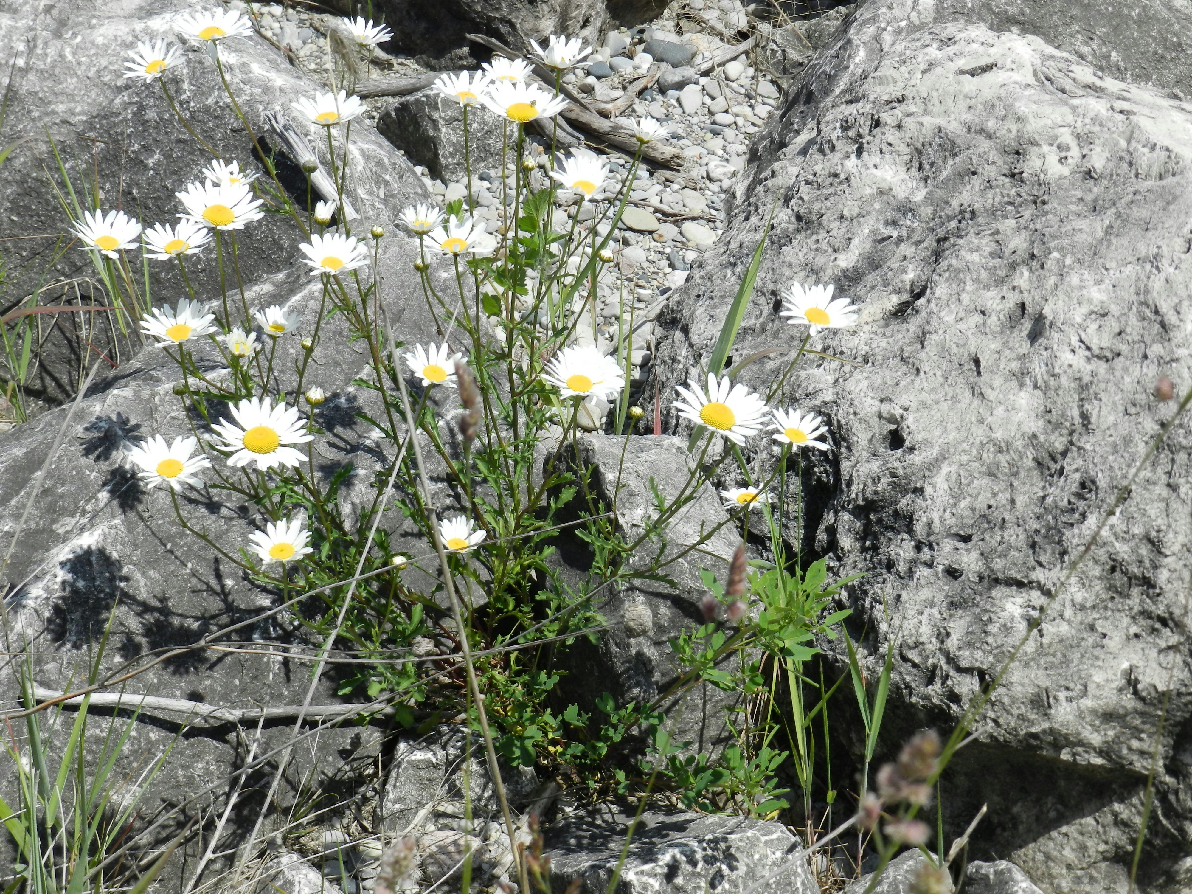 Daisy Crown Among Weathered Stones