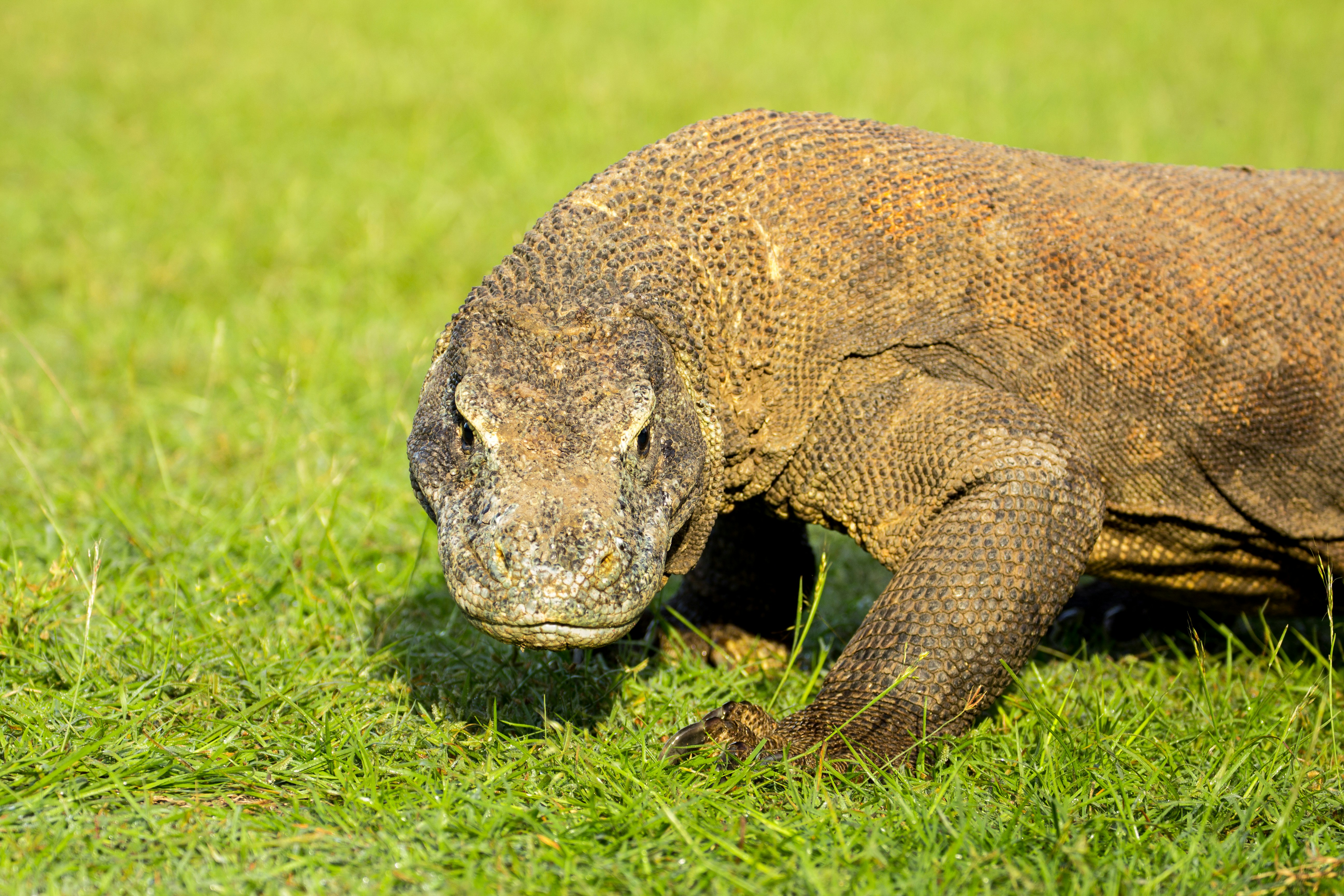 Sunlit Komodo Drifter: A Ground-Level Glimpse of Power