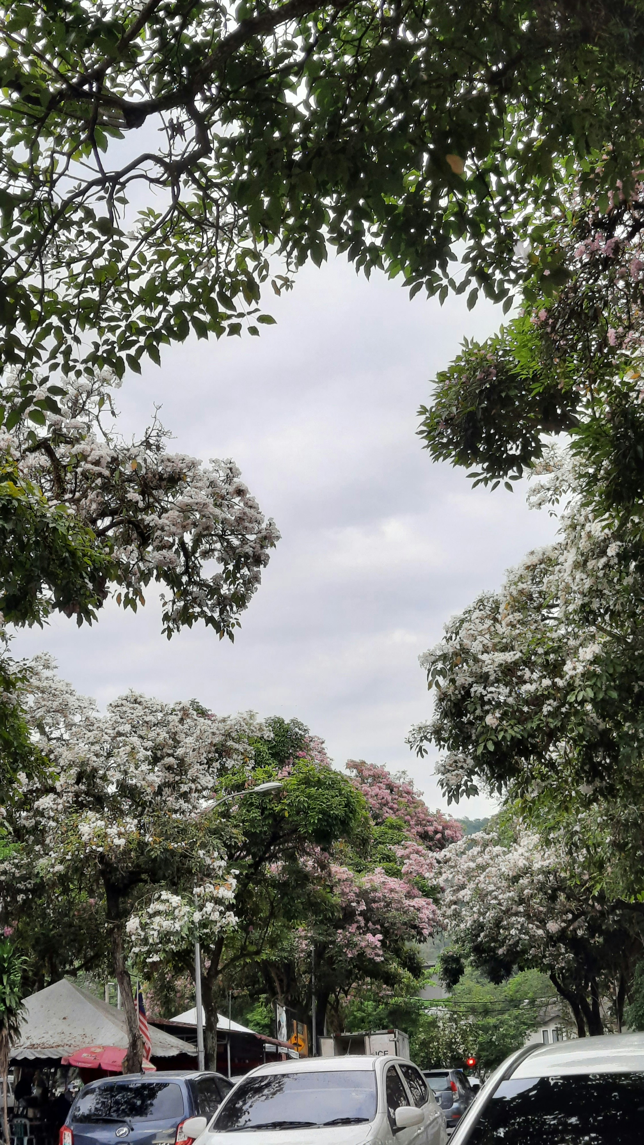 Blossom-Canopy Corridor Over a Busy Street