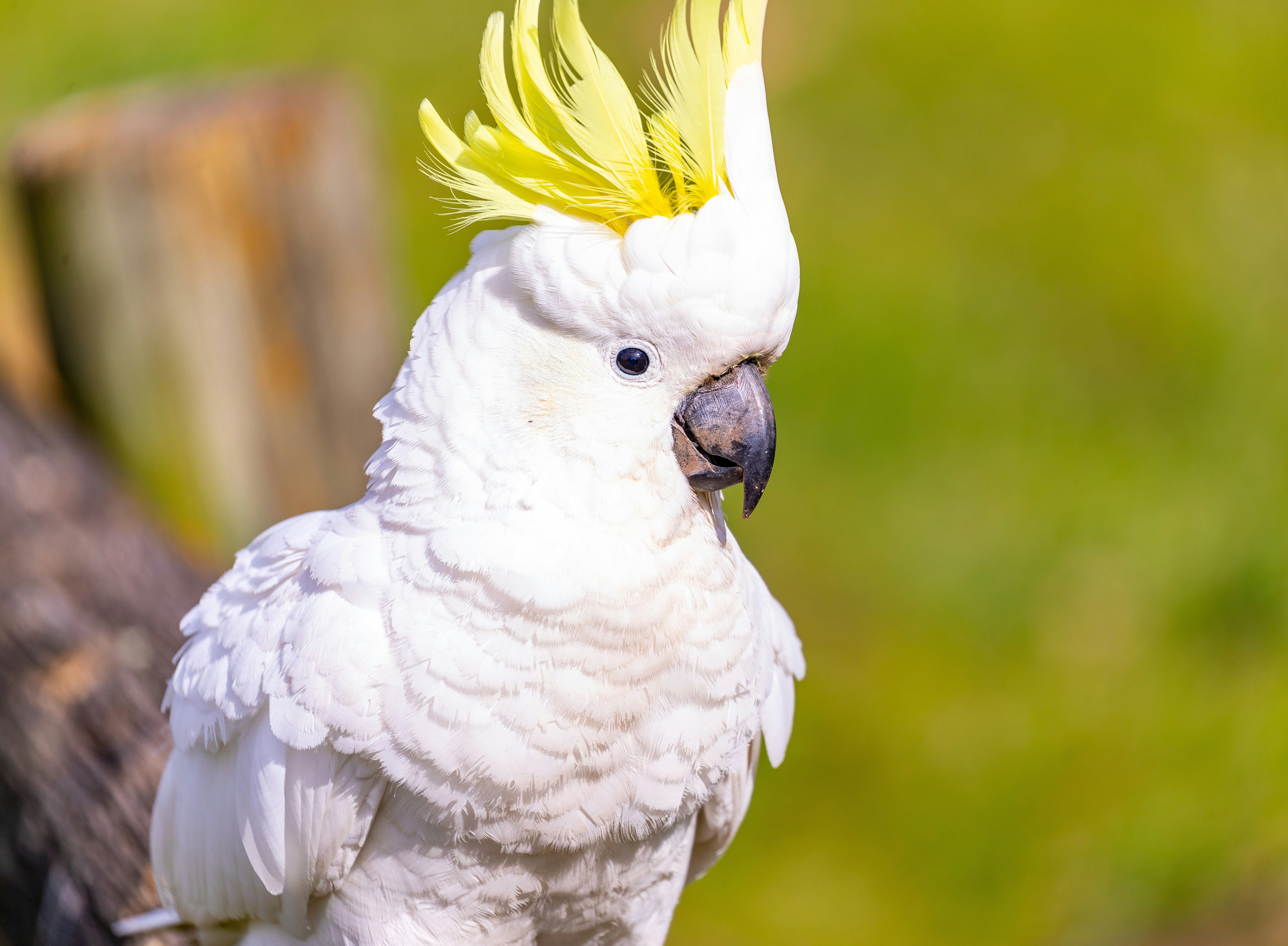 A white parrot with a yellow flower on its head photo – Free Plenty ...
