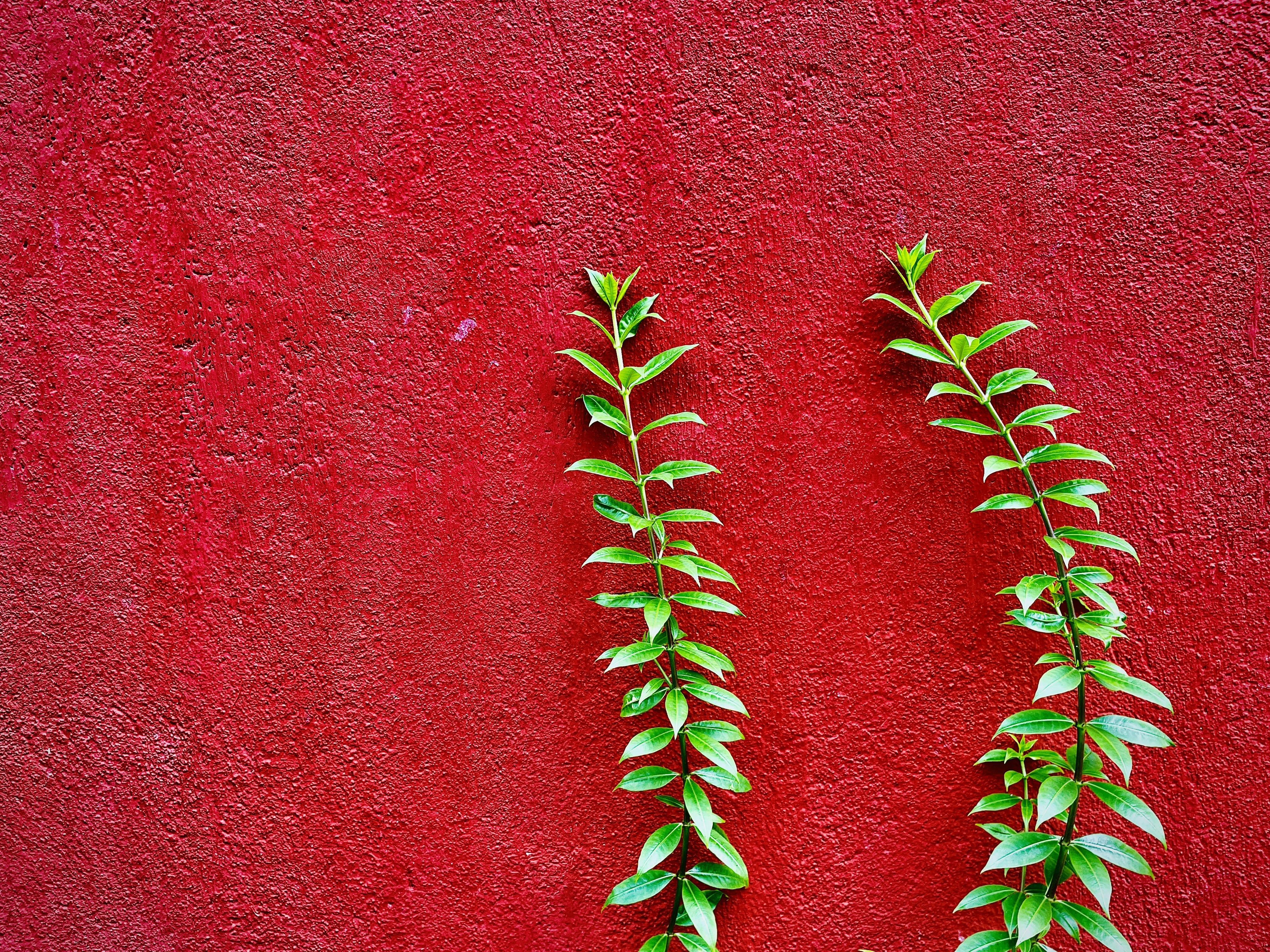 Emerald Vines on a Crimson Canvas
