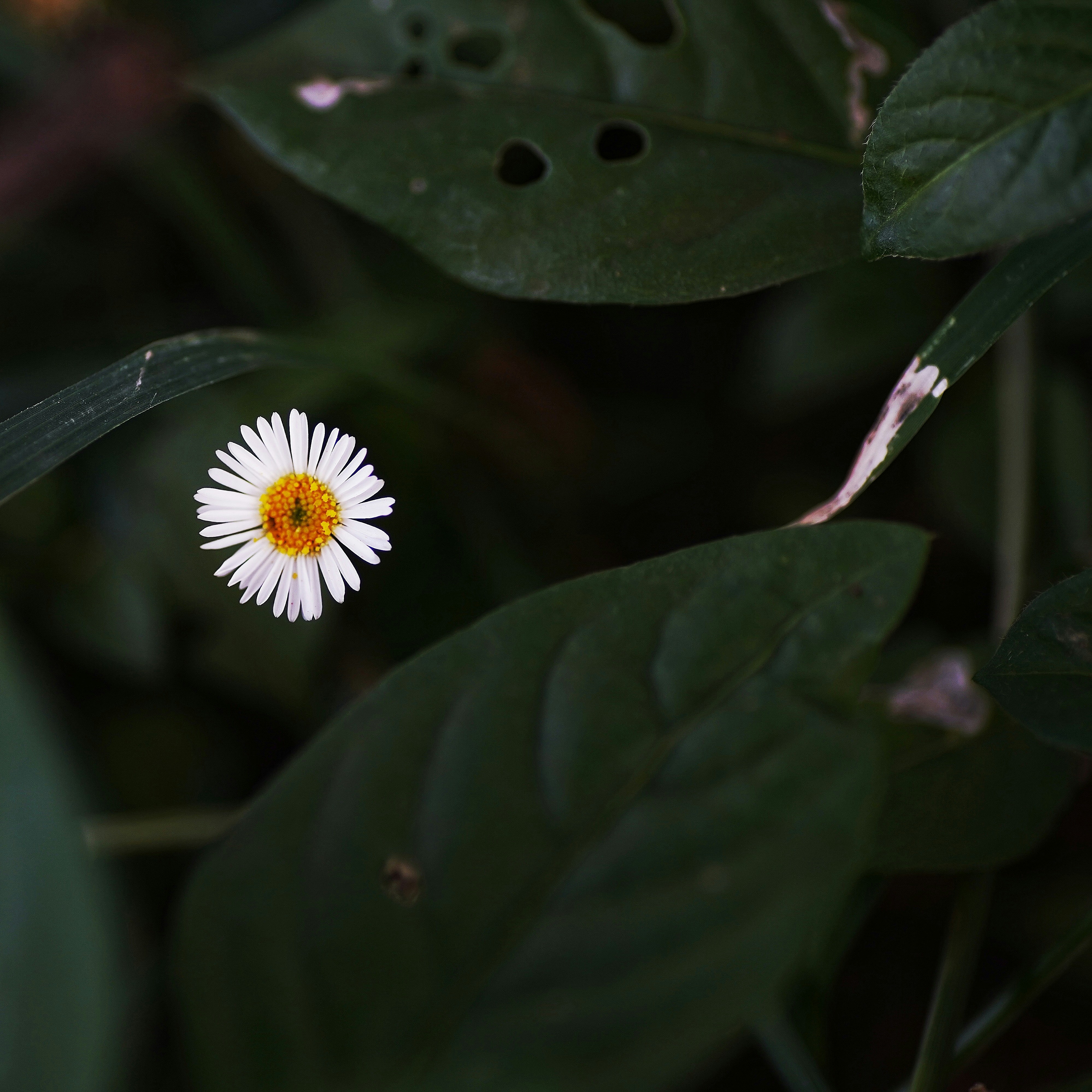 Medikit (7749 JP) Below Market Tender Offer Buyback - Travis Lundy