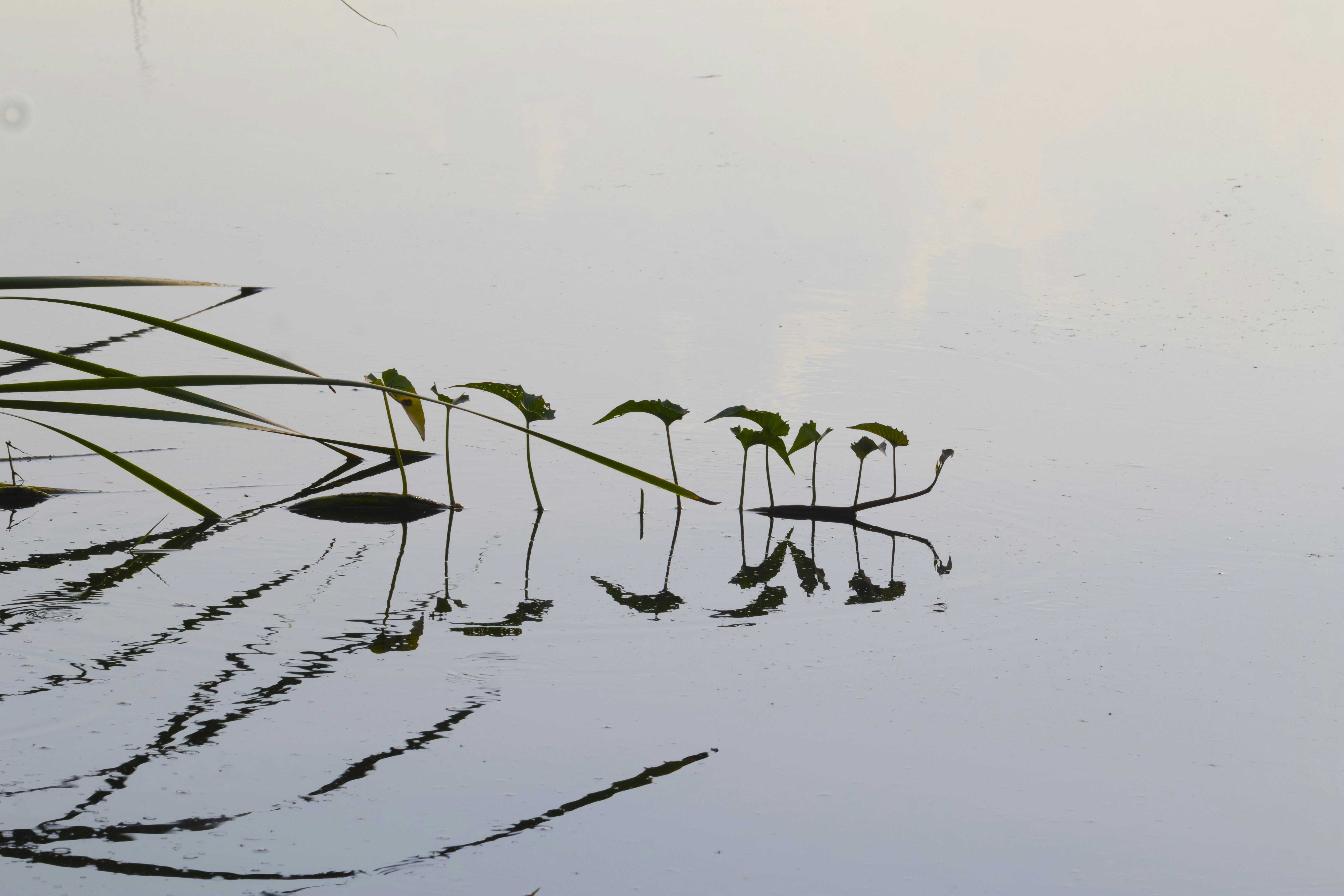 Line of Leaves Across a Glassy Pond: A Quiet Portrait of Reflections