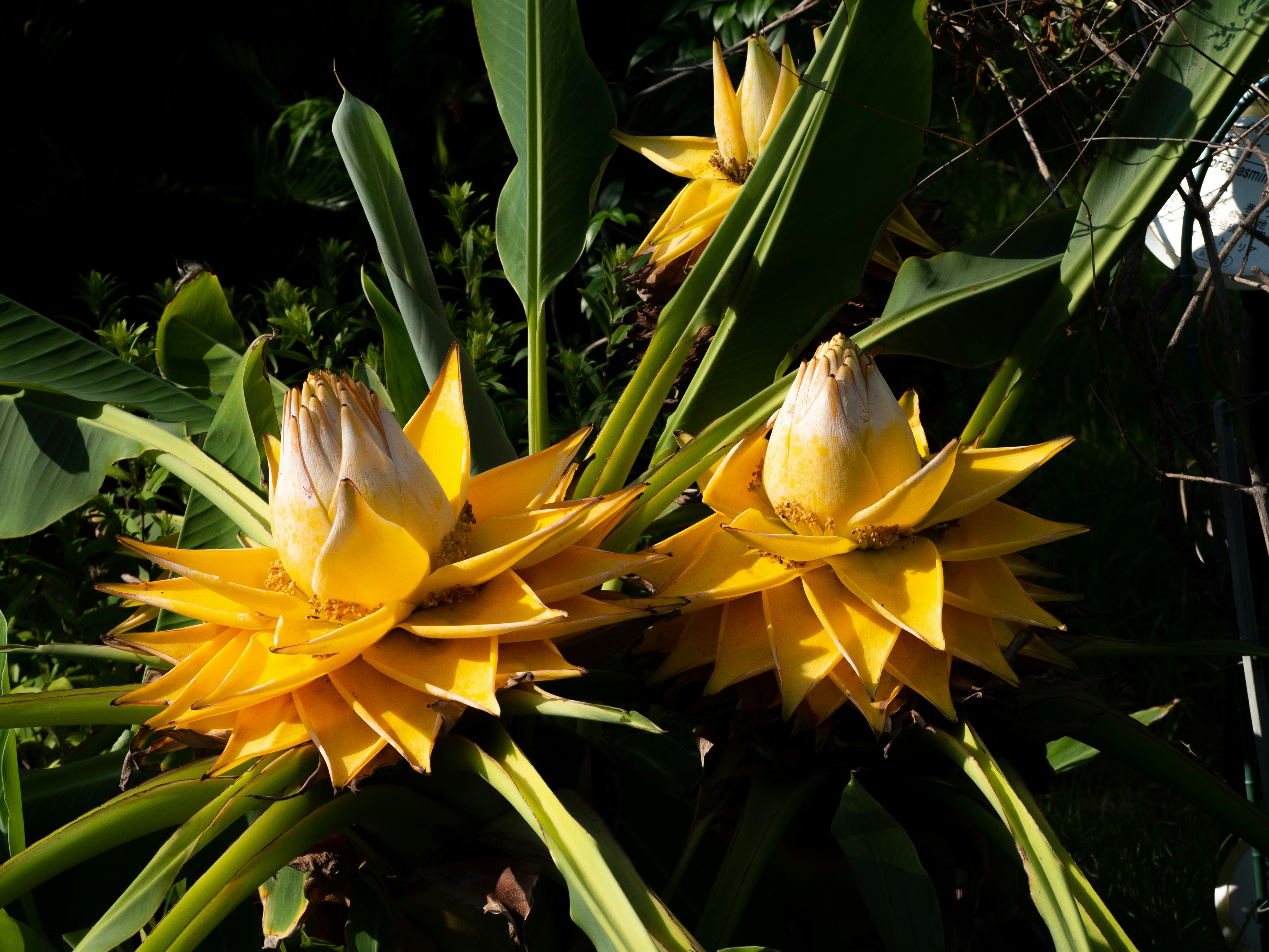 Golden Bracts in Dappled Sunlight: A Close-Up of Tropical Bromeliads
