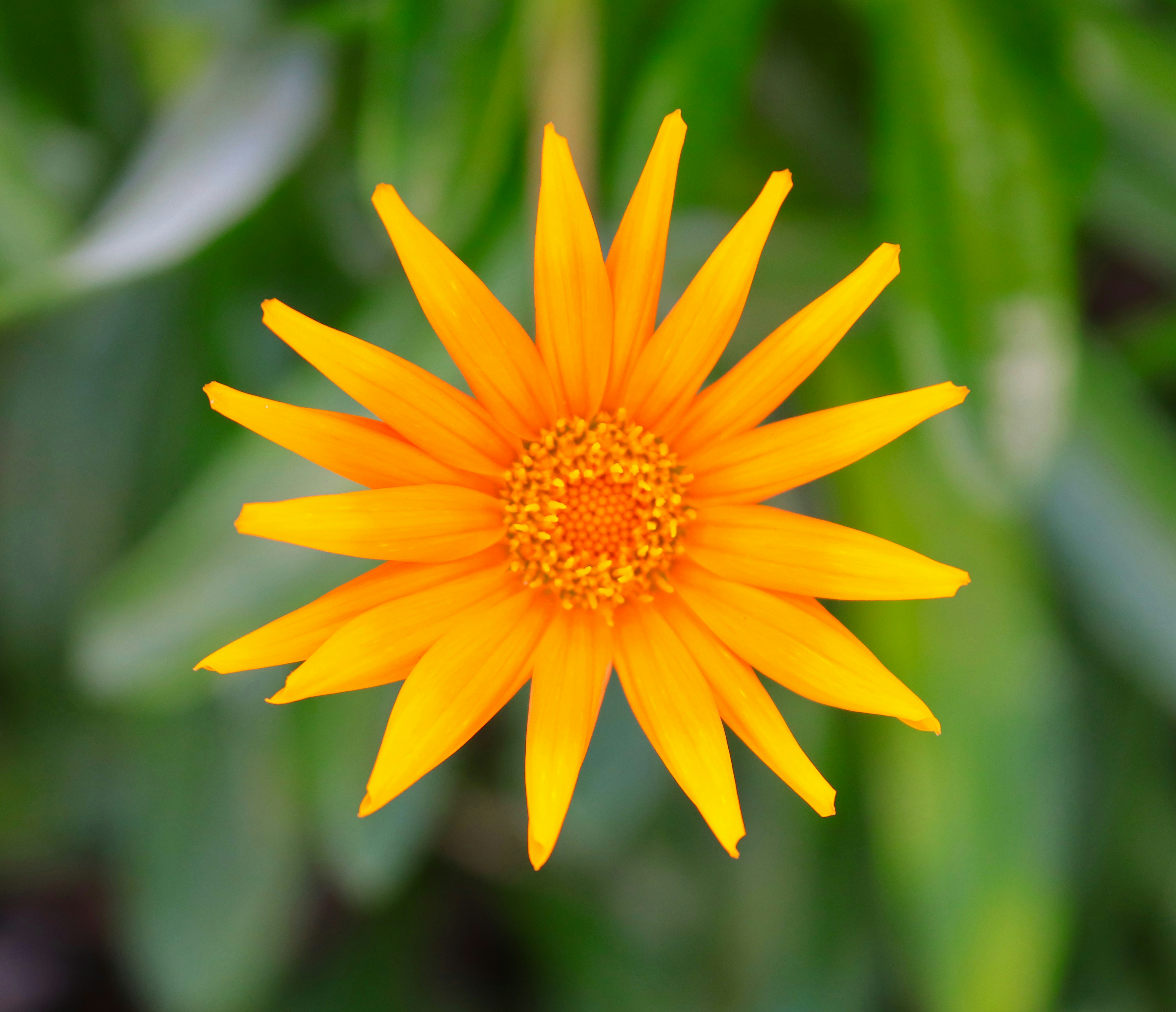 a yellow flower with a green background