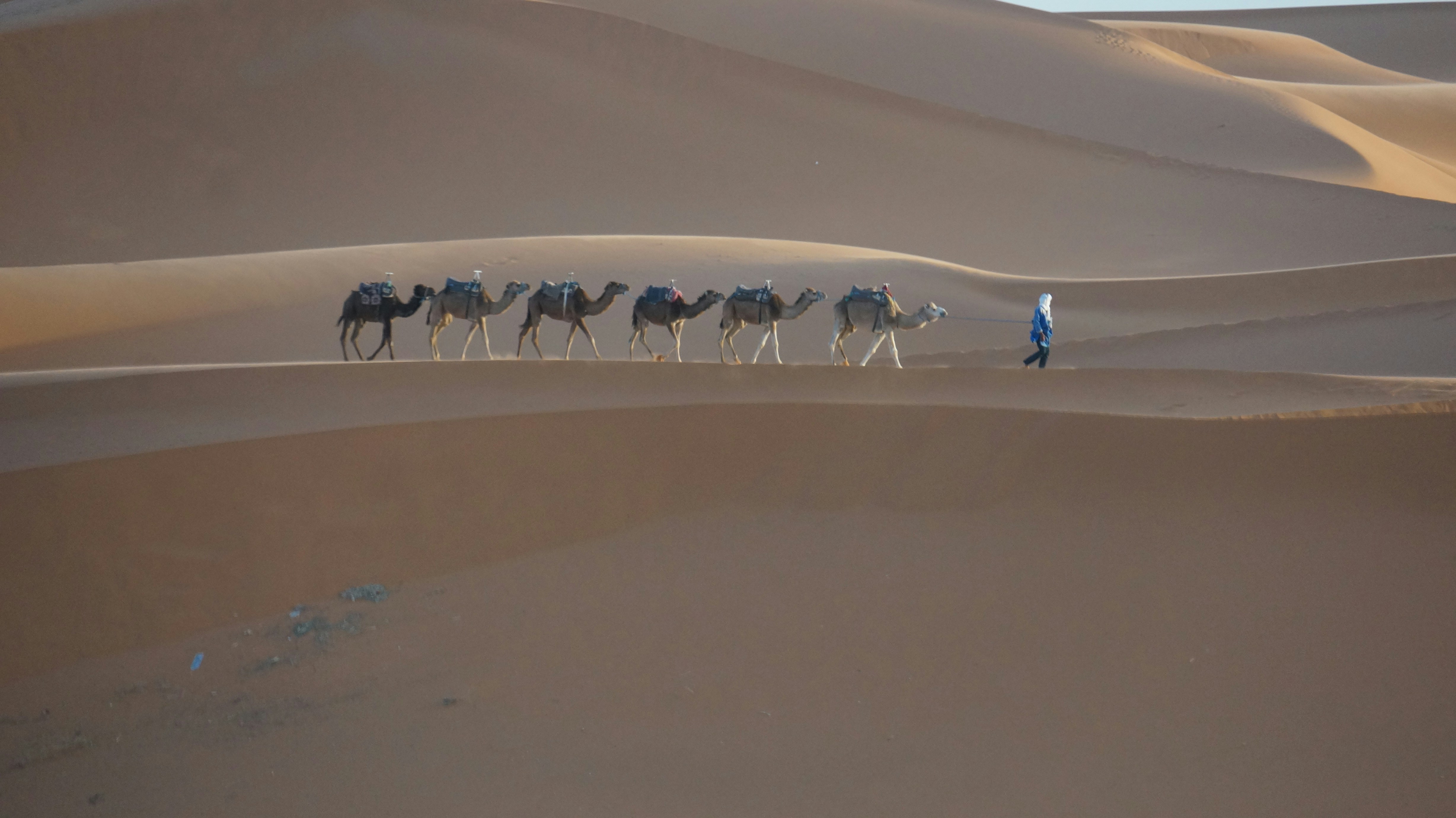 Caravan Crest: Camels Trudging Along a Quiet Dune Ridge