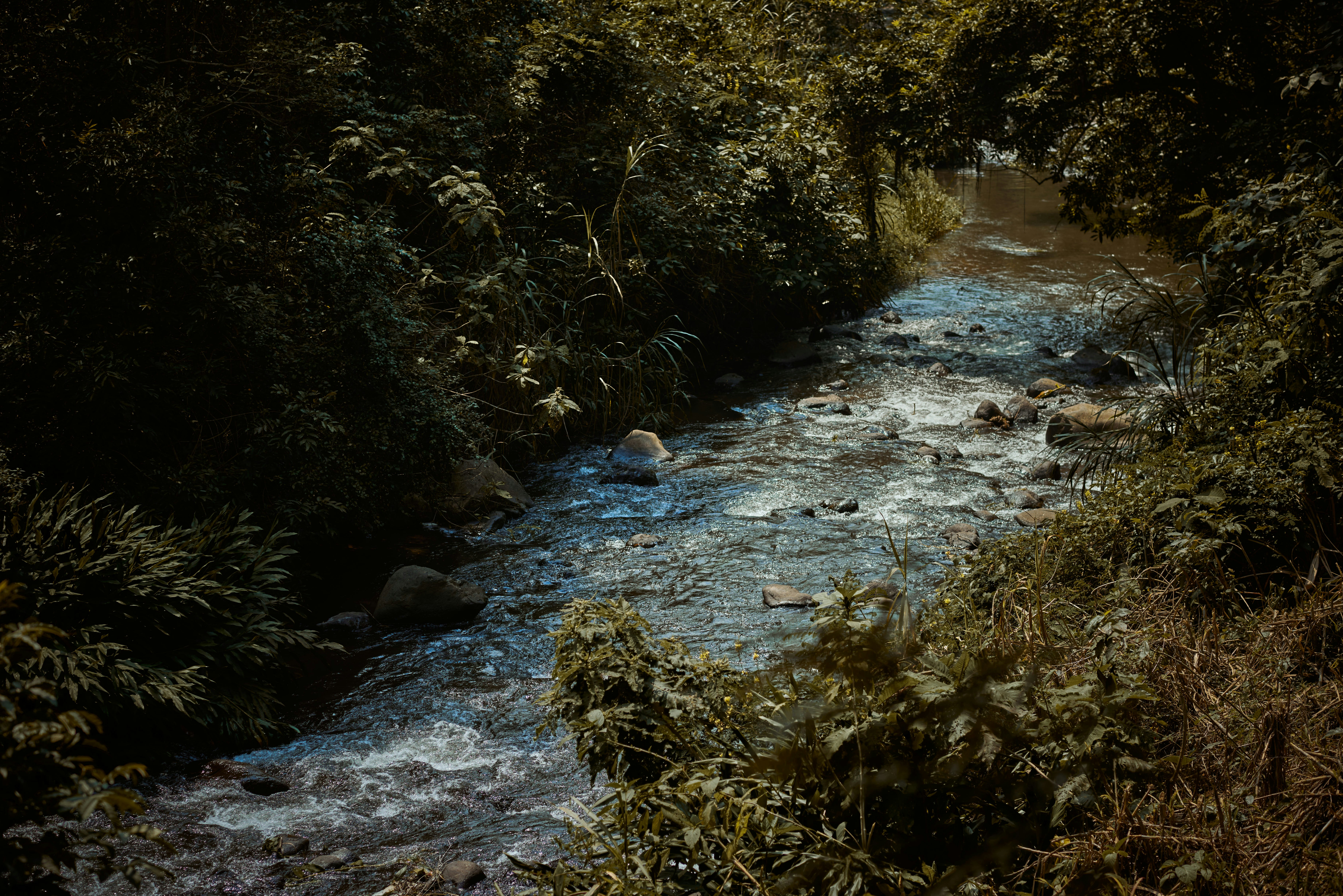 A stream with rocks and plants photo – Free Grey Image on Unsplash