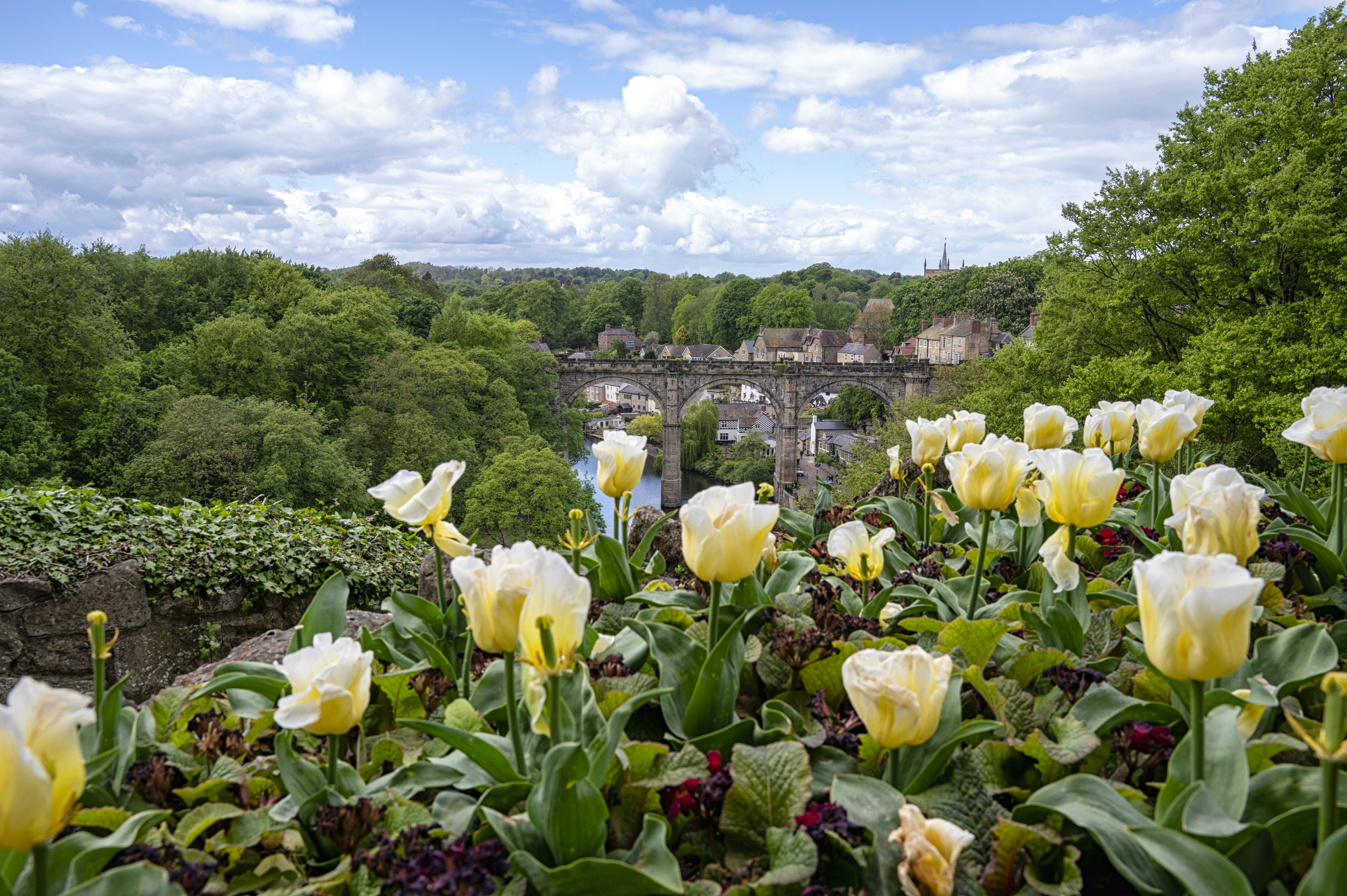 Golden Tulips Framing a Time-Worn Aqueduct