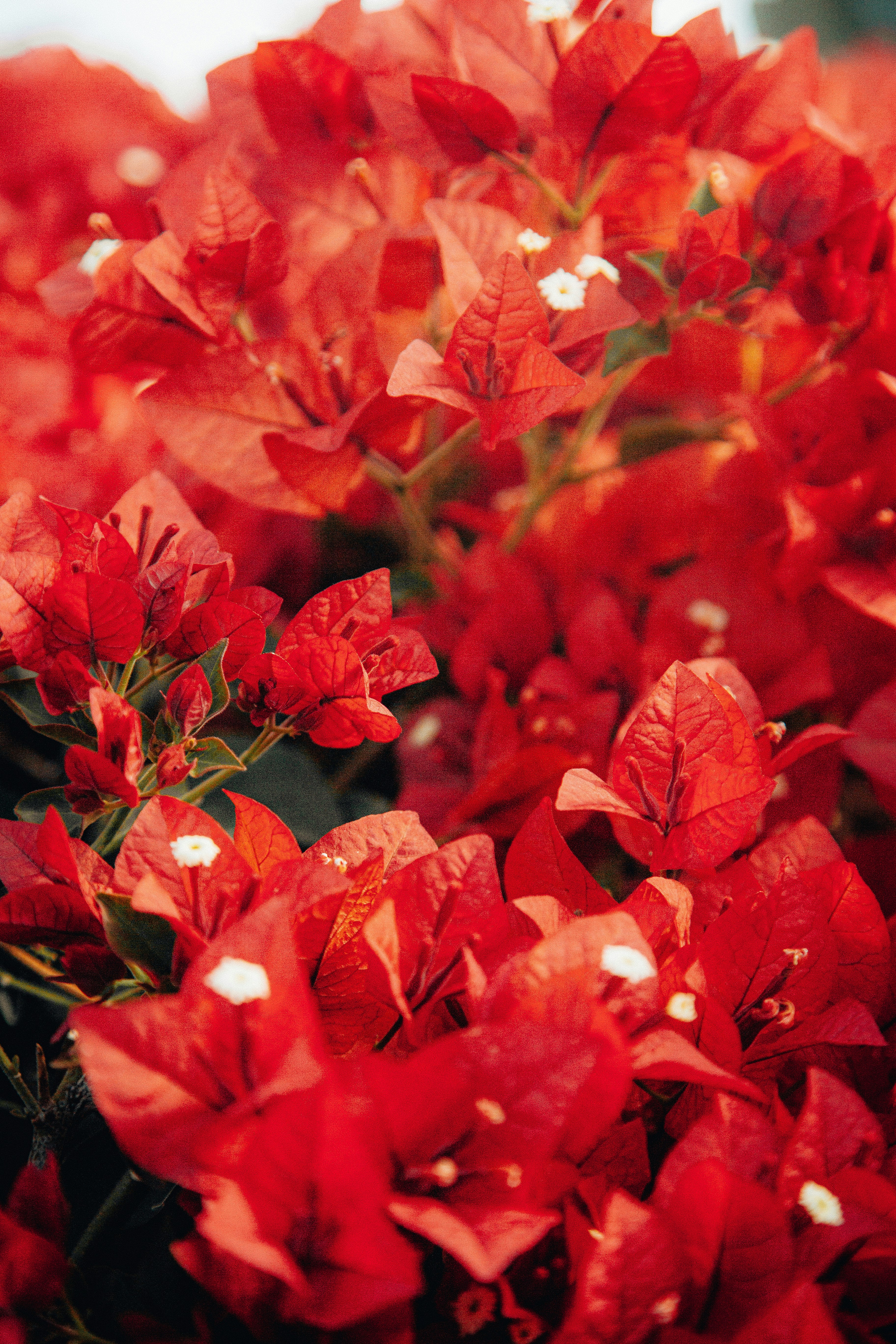 Vibrant Red Bougainvillea Cascade