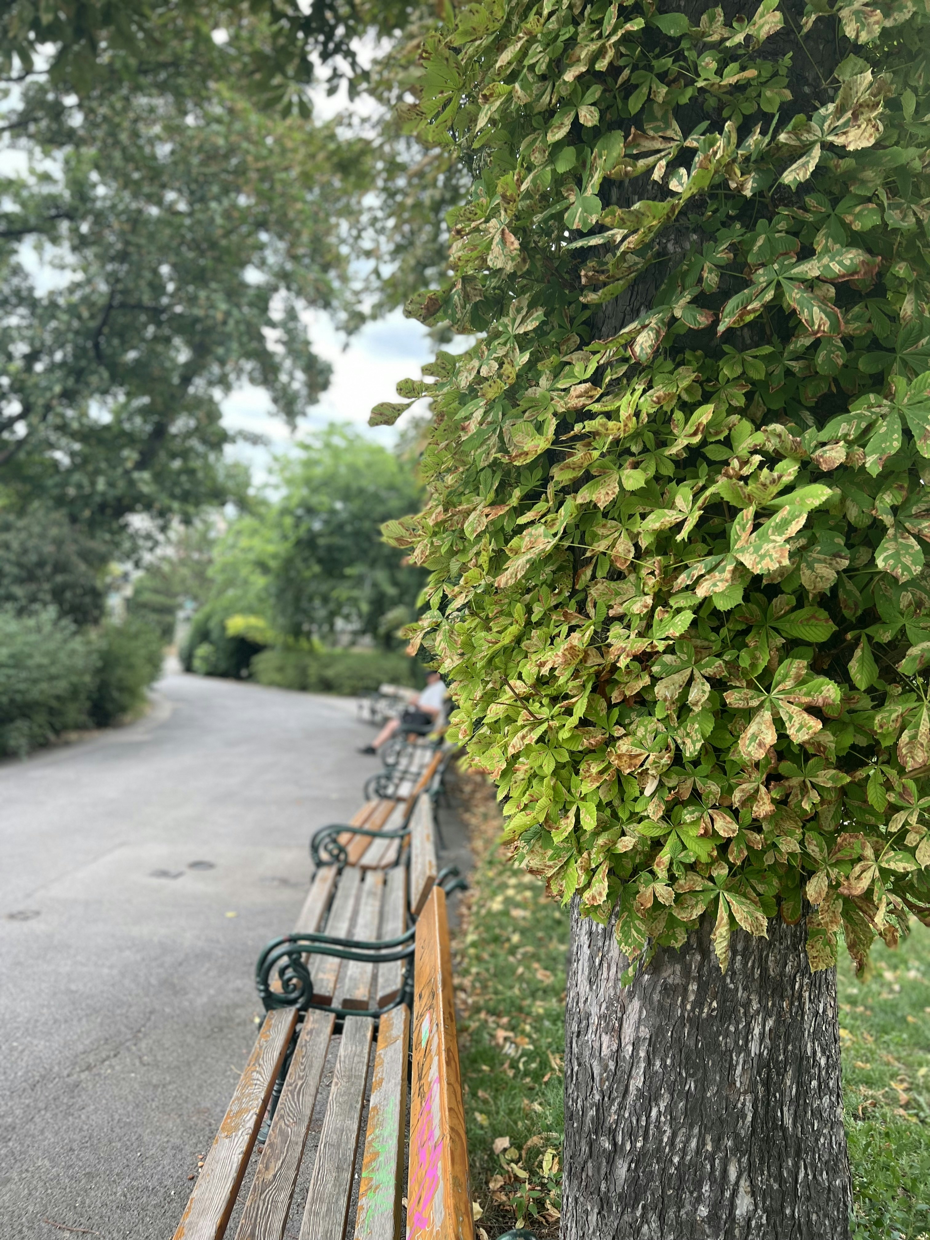 Foto Un banco se encuentra desocupado – Imagen Verde gratis en Unsplash