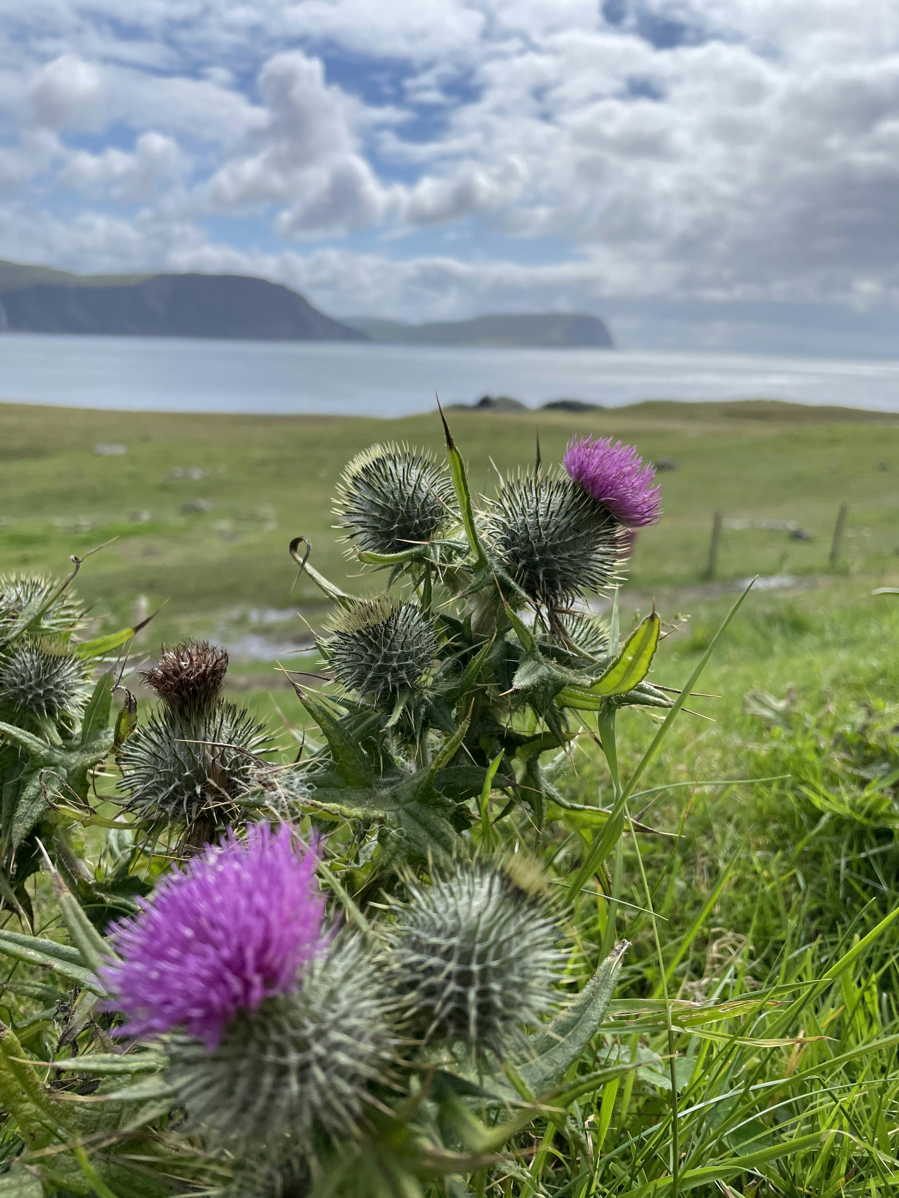 Close-up of purple thistles in the foreground with a coastal meadow and distant sea cliffs.
