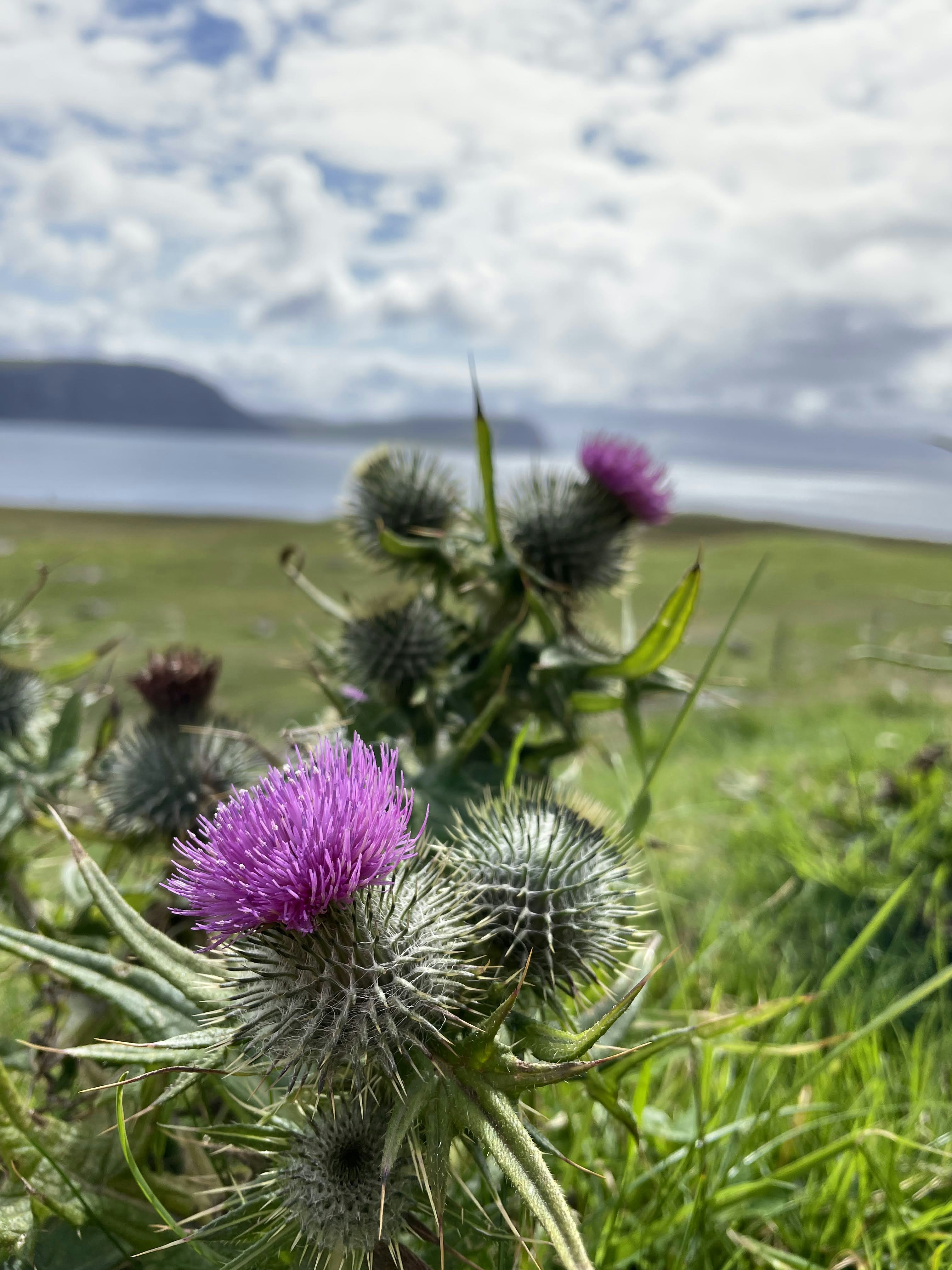 Purple bloom at the edge of a windswept coast