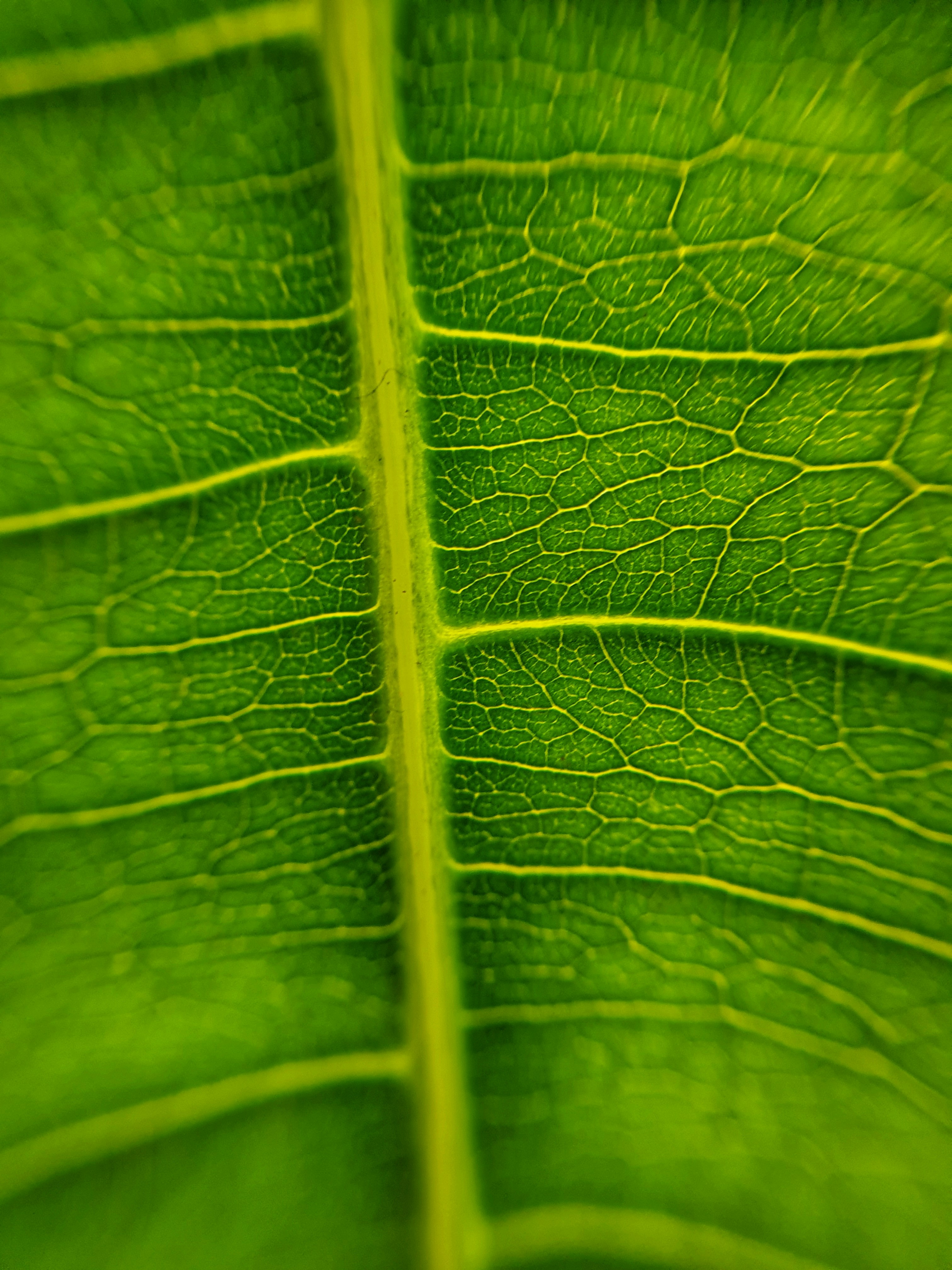 ➝ Avocado leaf macro shot ➝ Object: Avocado, 'persea americana'➝ If you want, credit me by linking back to my unsplash profile or Instagram ➝ ❝Have a smashing day, Tobi