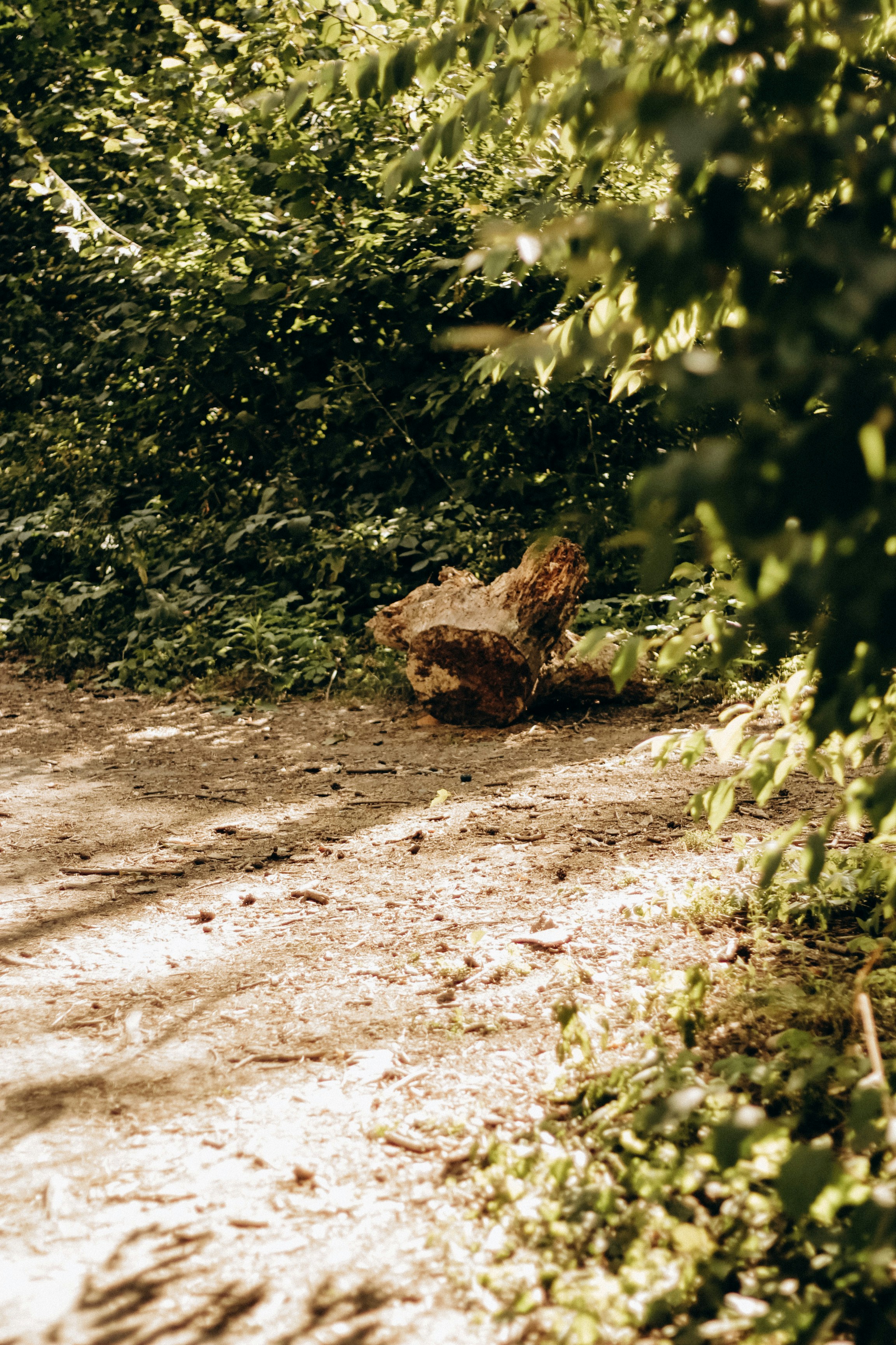 Gilded Path: A Weathered Rock Anchoring a Quiet Forest Walk