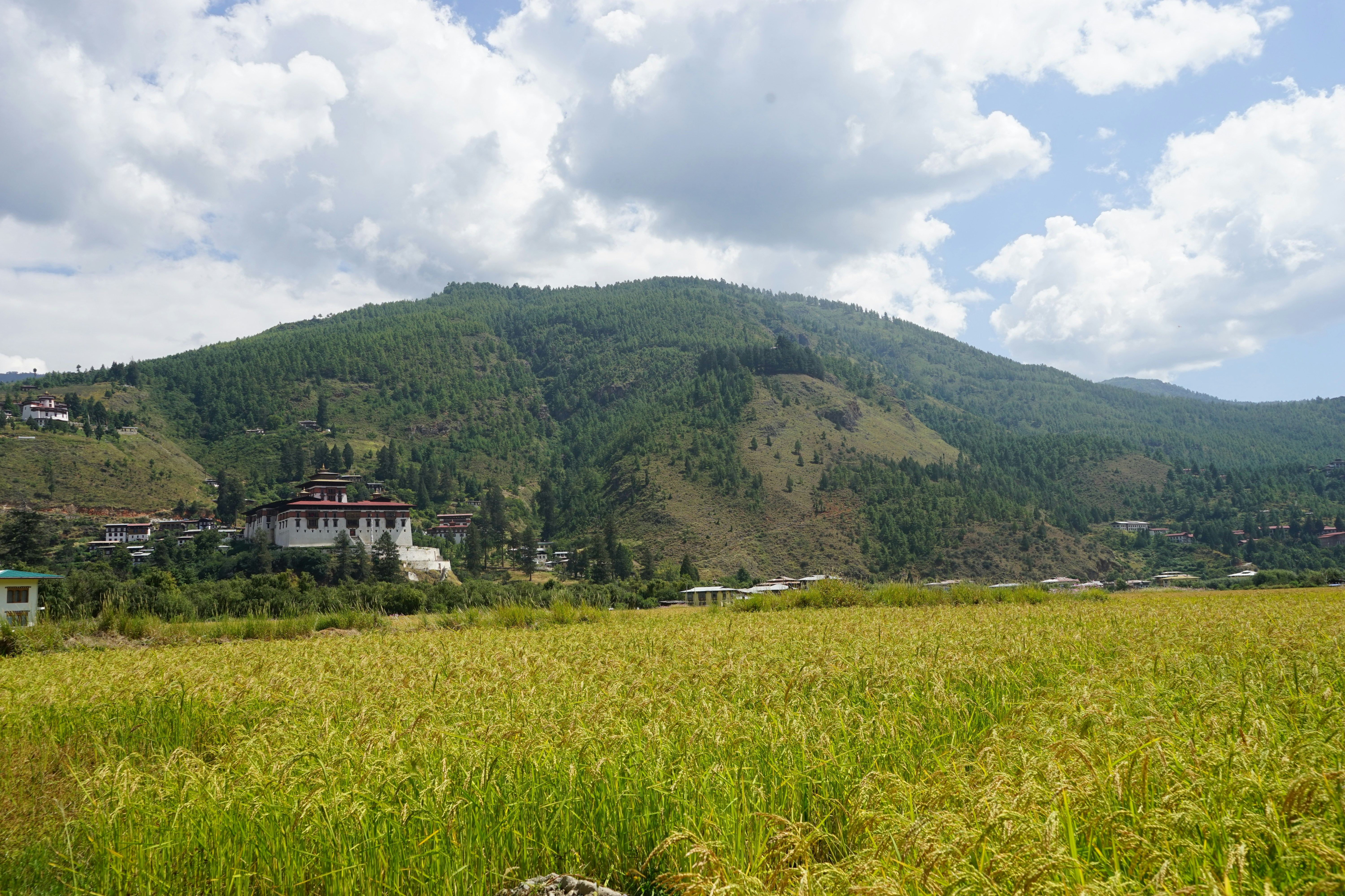 Serenity in the Bhutanese Highlands