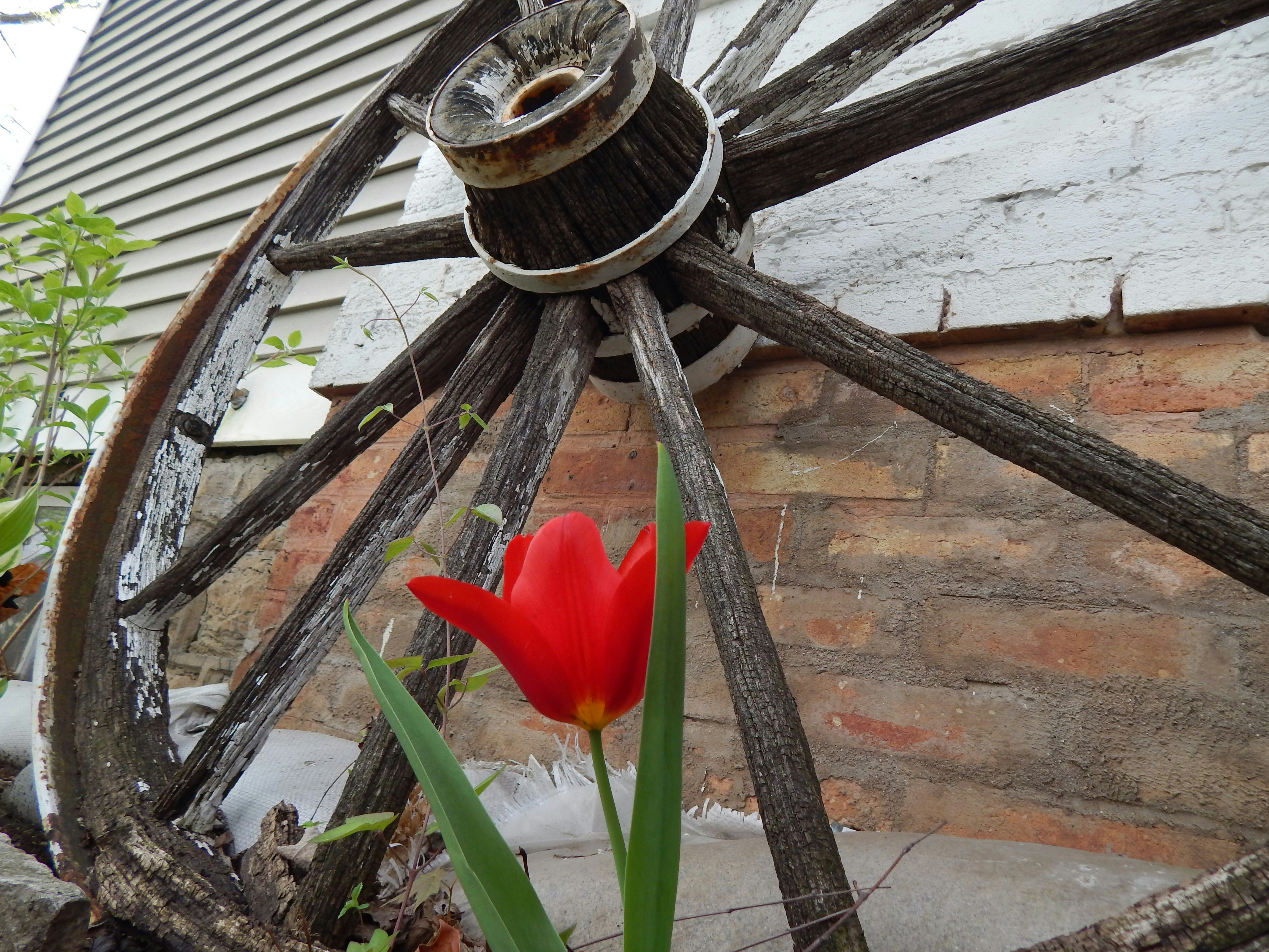 Vibrant red tulip emerging in front of an old wooden wagon wheel, showcasing the contrast between nature and vintage craftsmanship.