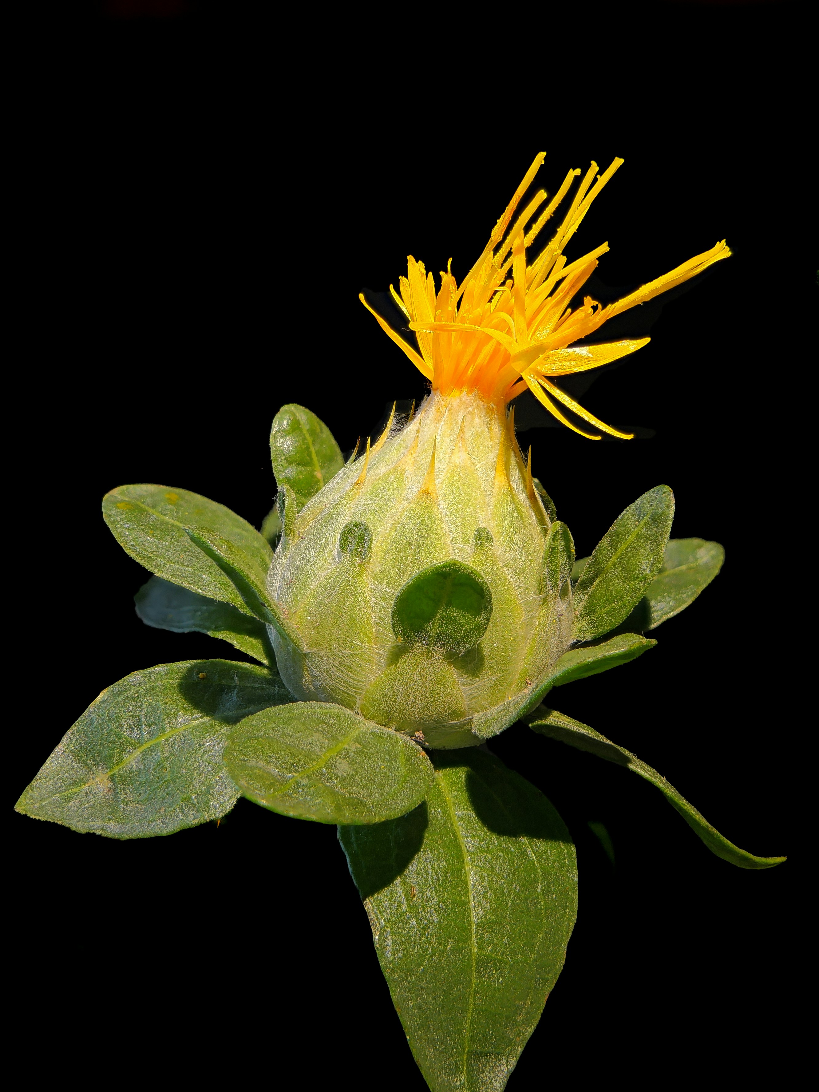 Macro close-up of a yellow calendula bud with orange-tipped petals and green leaves, isolated on a black background.