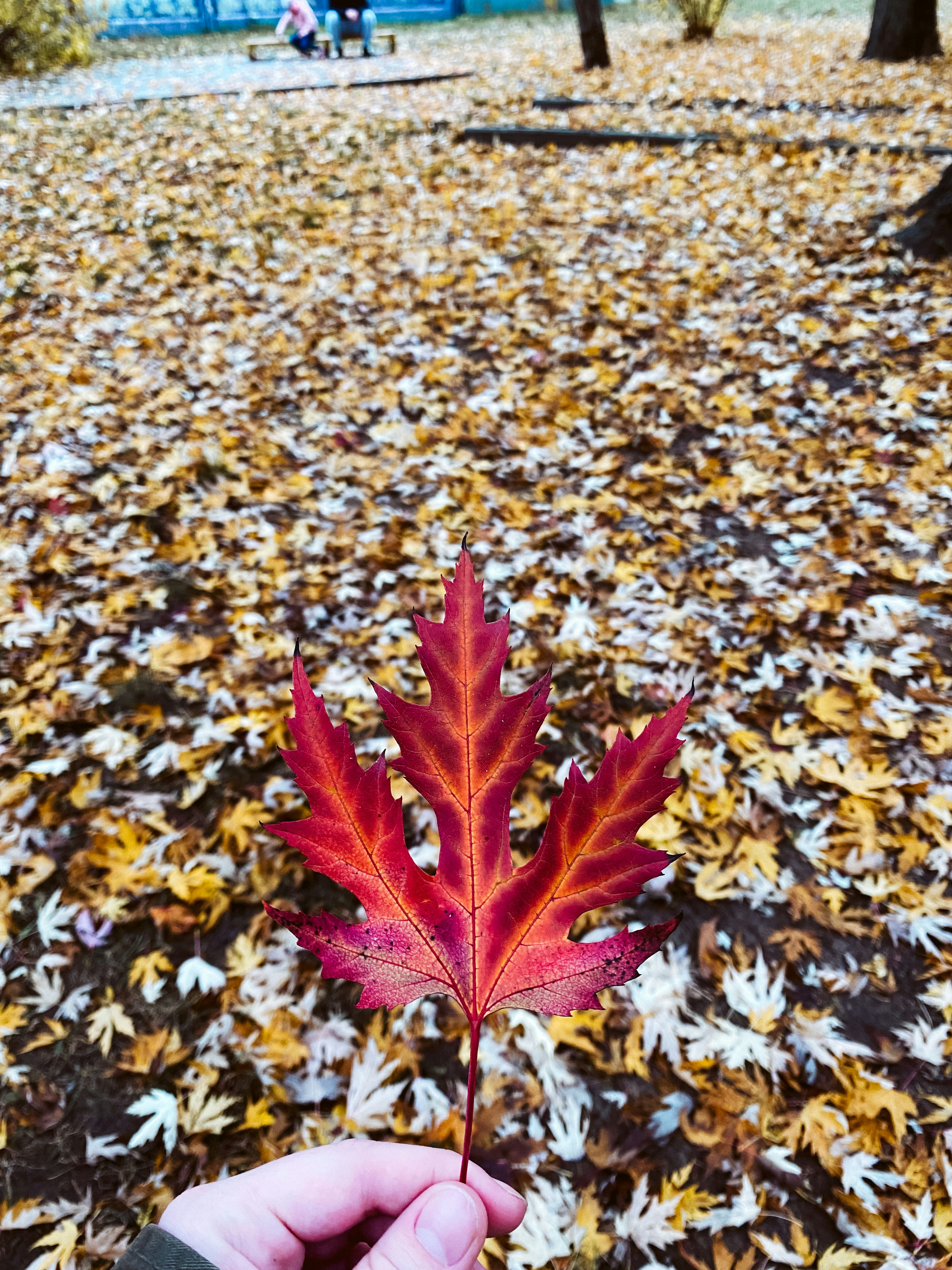 Crimson Maple Leaf Anchored Against a Park's Amber Carpet