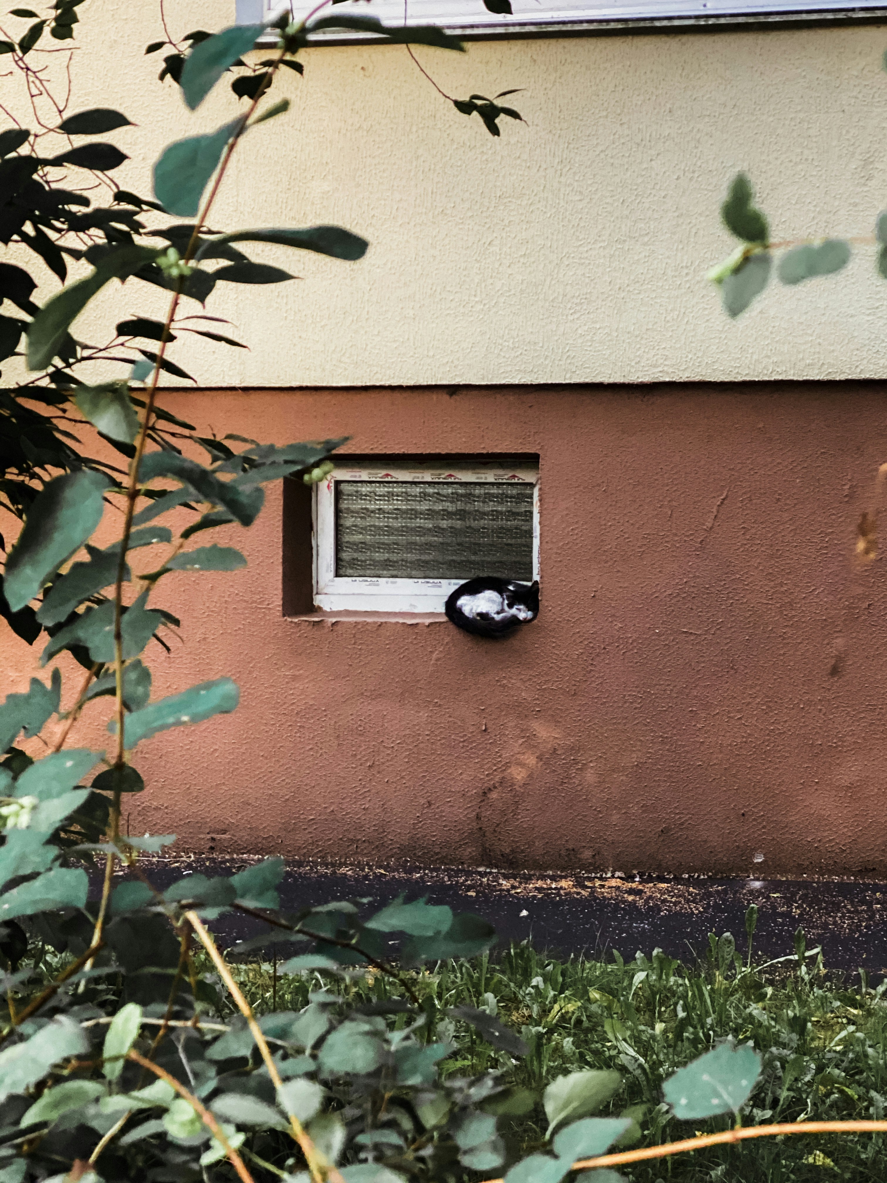 Cat on the Sill, Ivy Framing a Two-Tone Wall